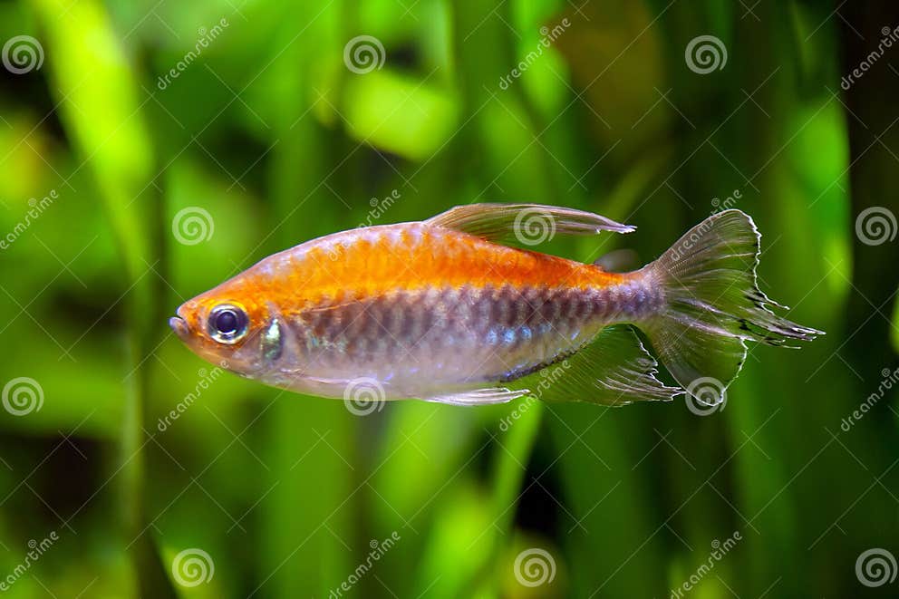 Congo Tetra, Phenacogrammus Interruptus Stock Image - Image of cyan ...