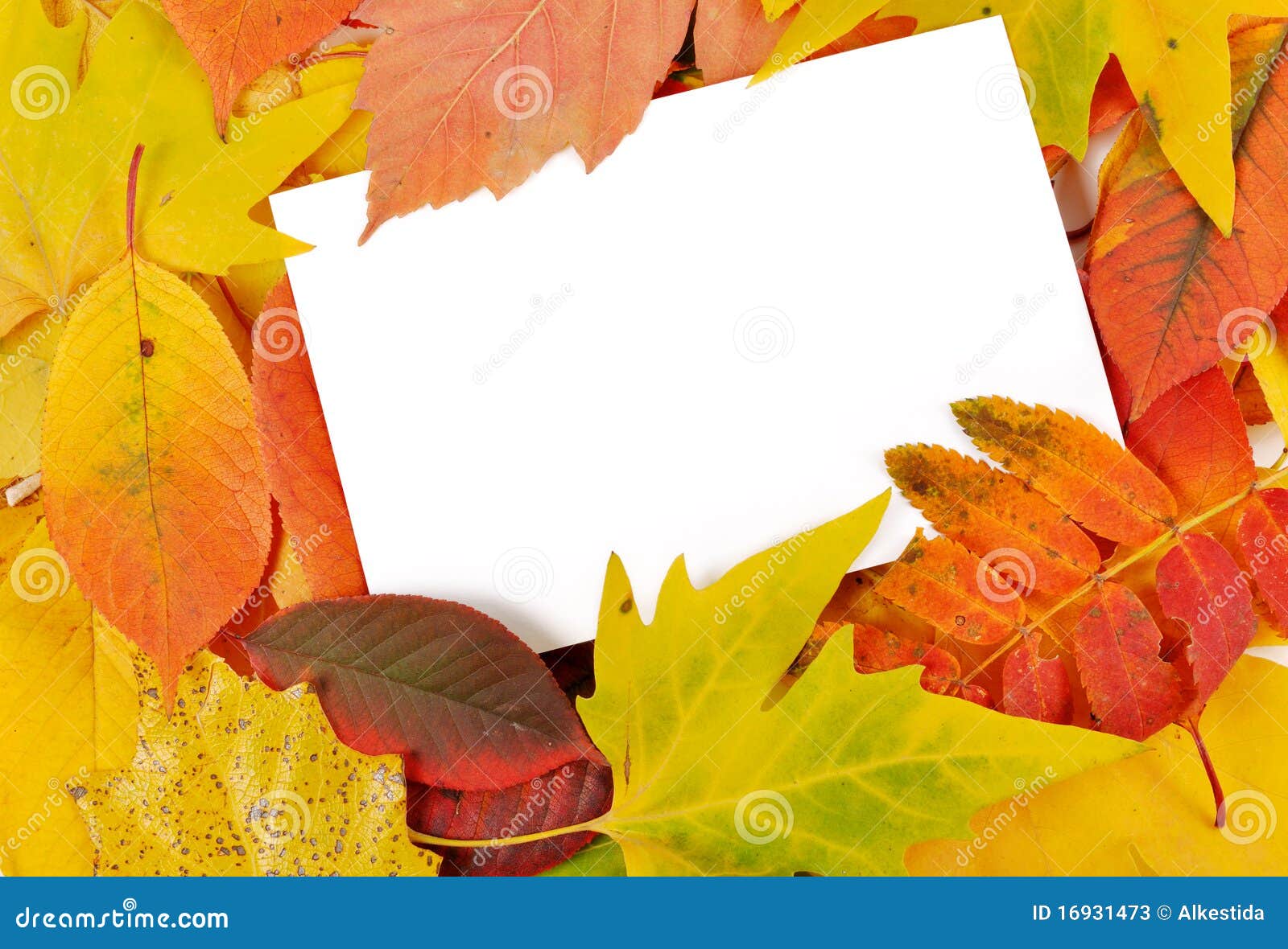 Congratulation Form in the Autumn Foliage Stock Image - Image of ...
