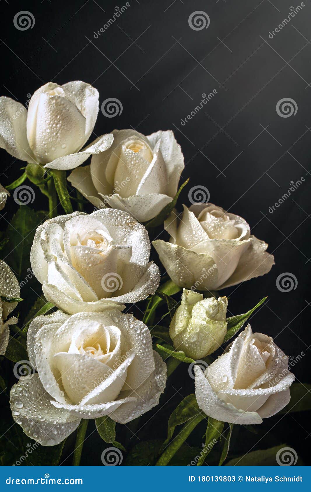 Congratulation. White Roses in Dew Drops Stock Image - Image of beauty ...