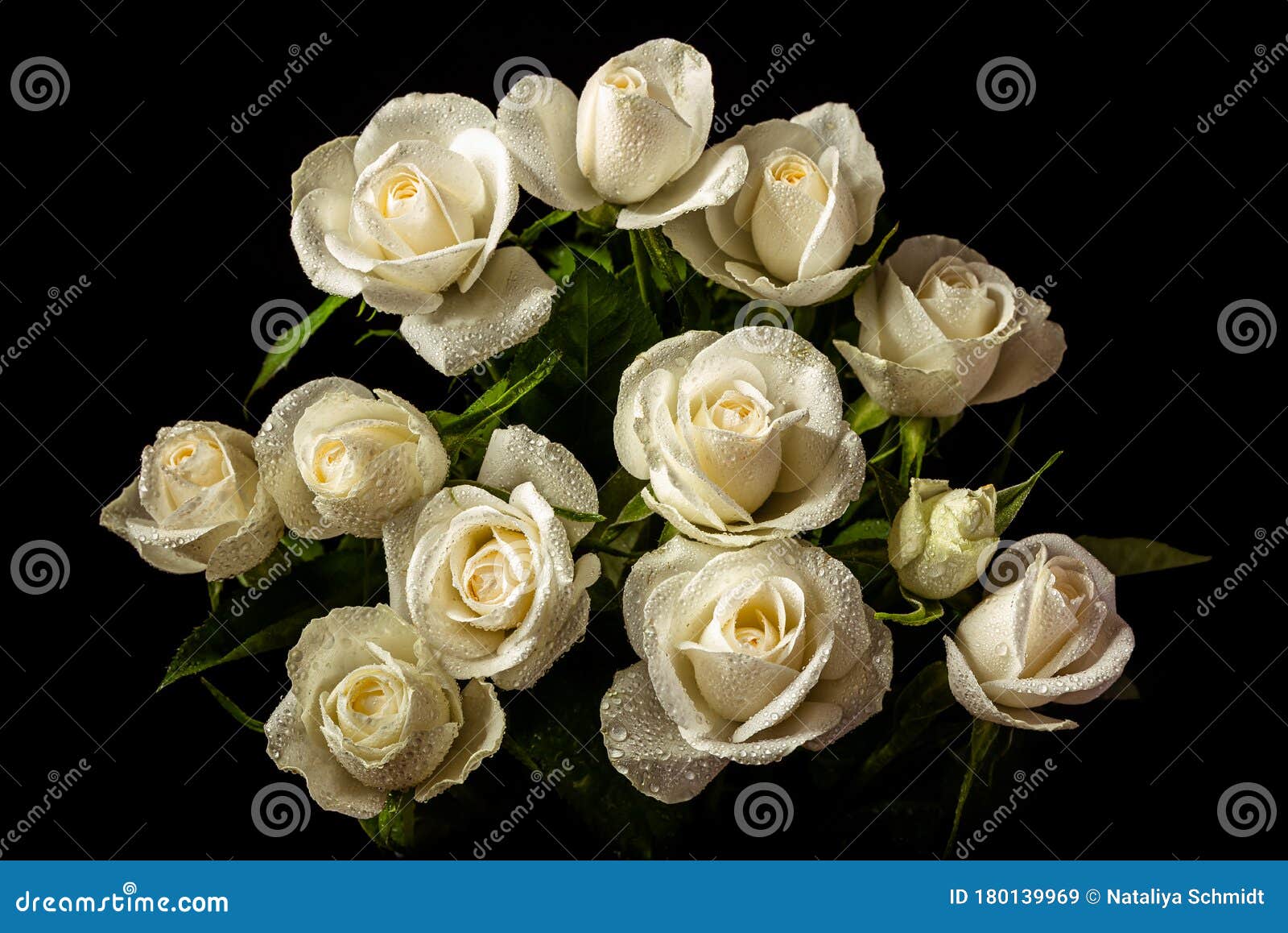 Congratulation. White Roses in Dew Drops Stock Image - Image of ...