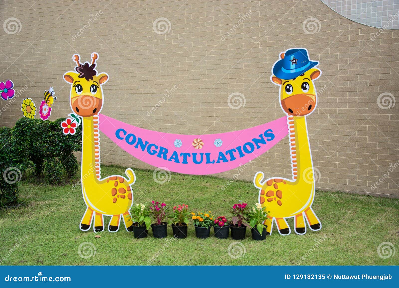 Congratulations Font Green Field with Wall Background. Stock Image ...
