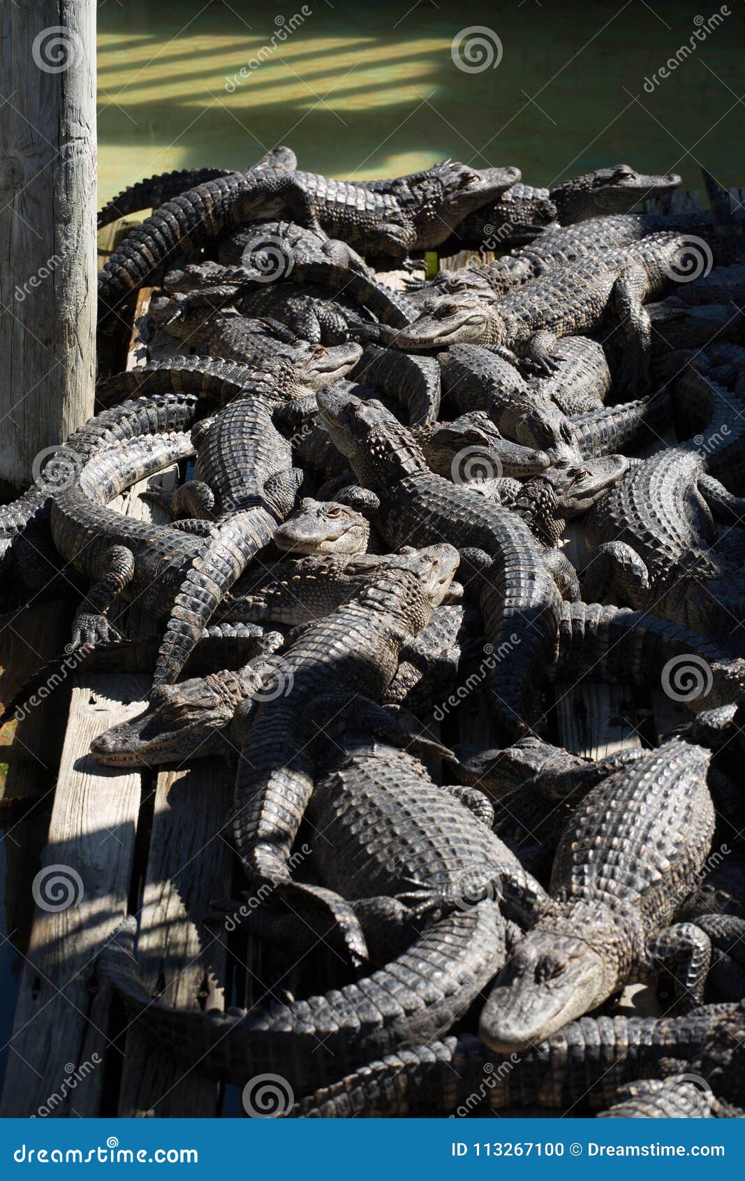 Alligators Congregation stock photo. Image of alligators - 113267100