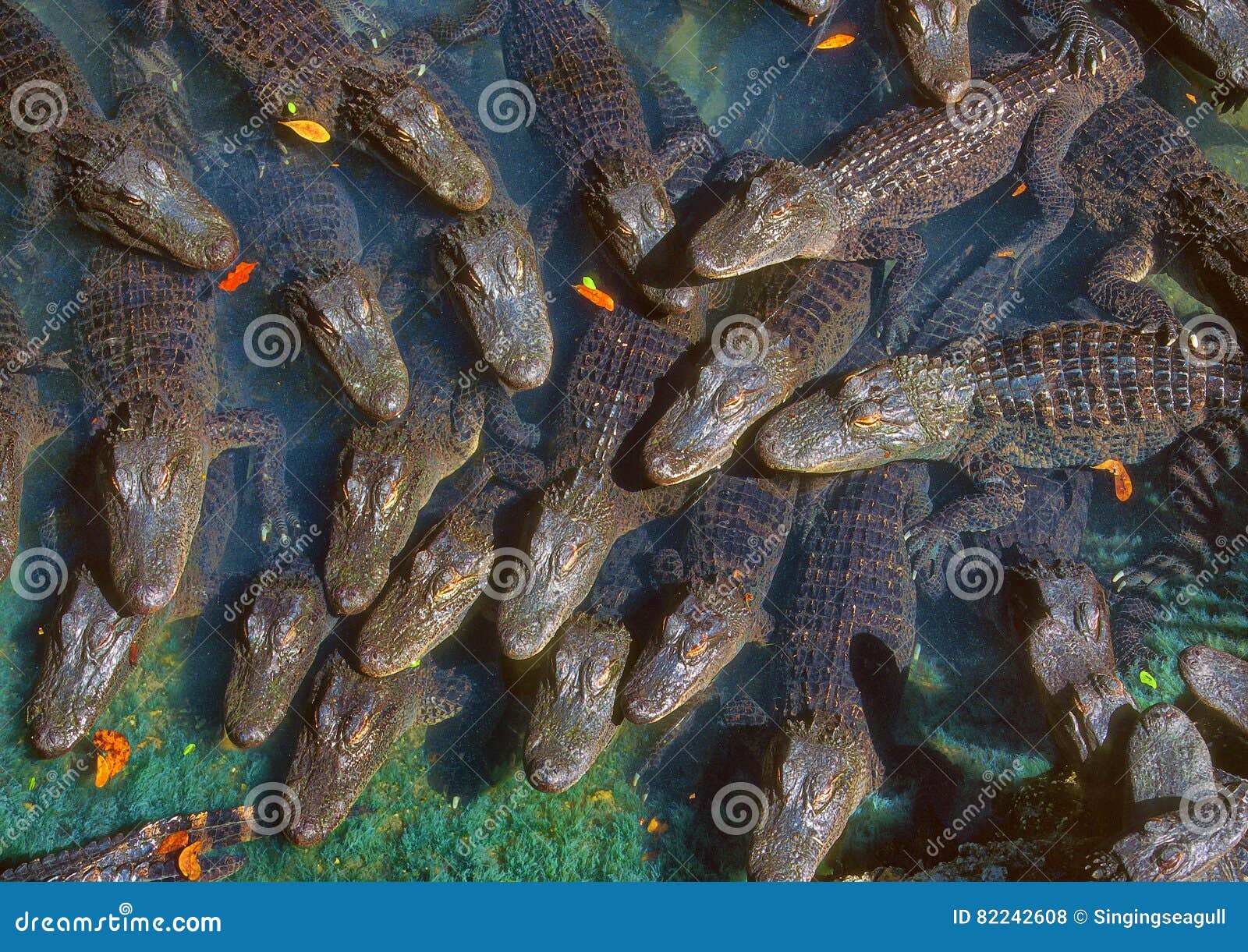A Congregation of Alligators. Stock Photo - Image of everglades ...