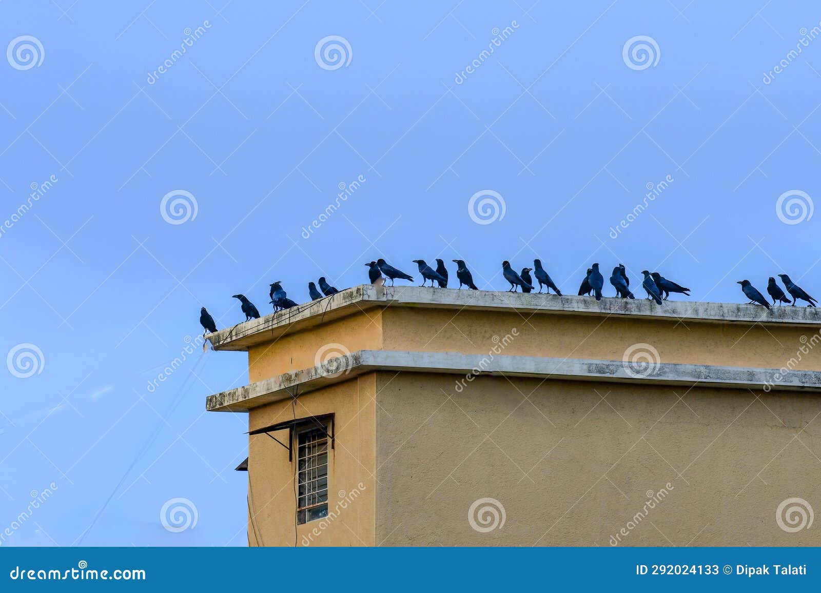 Congress of Black Crows stock image. Image of wood, skyscraper - 292024133