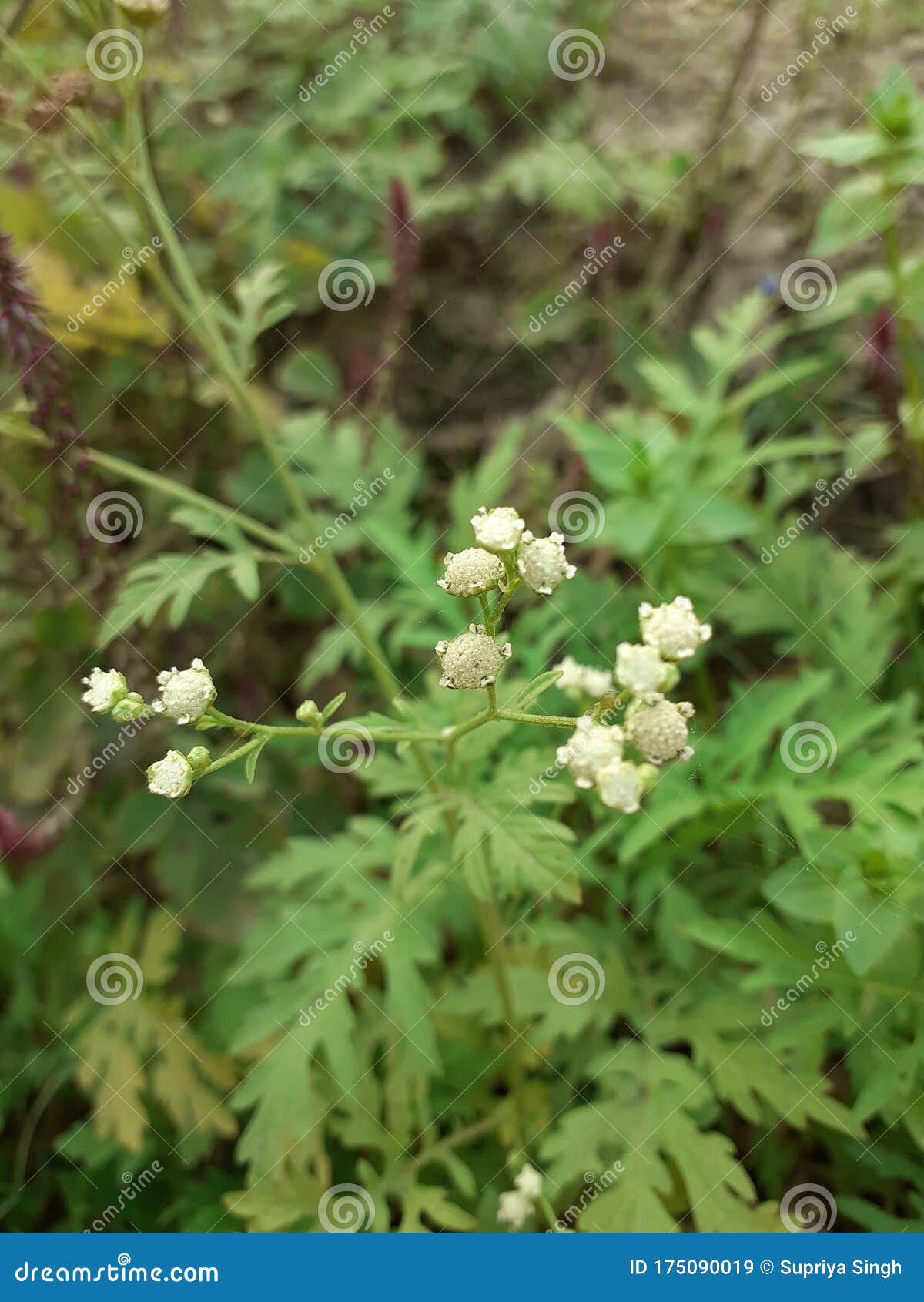Congress Grass White Flowers Stock Image - Image of nature, congress ...