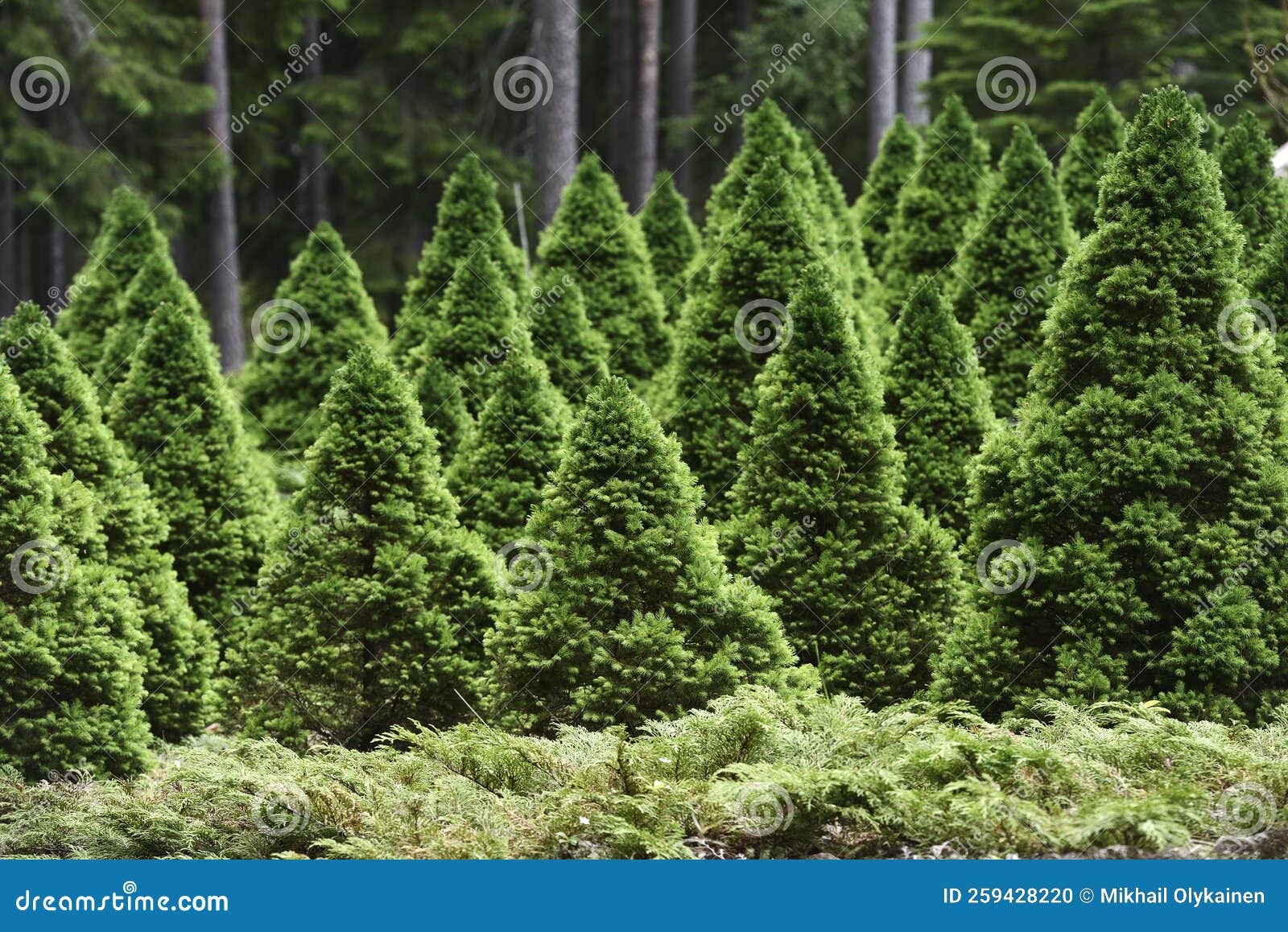Conical Fir Trees in the Arboretum Stock Photo - Image of sceneries ... Conical Fir Trees in the Arboretum Stock Photo - Image of sceneries ...