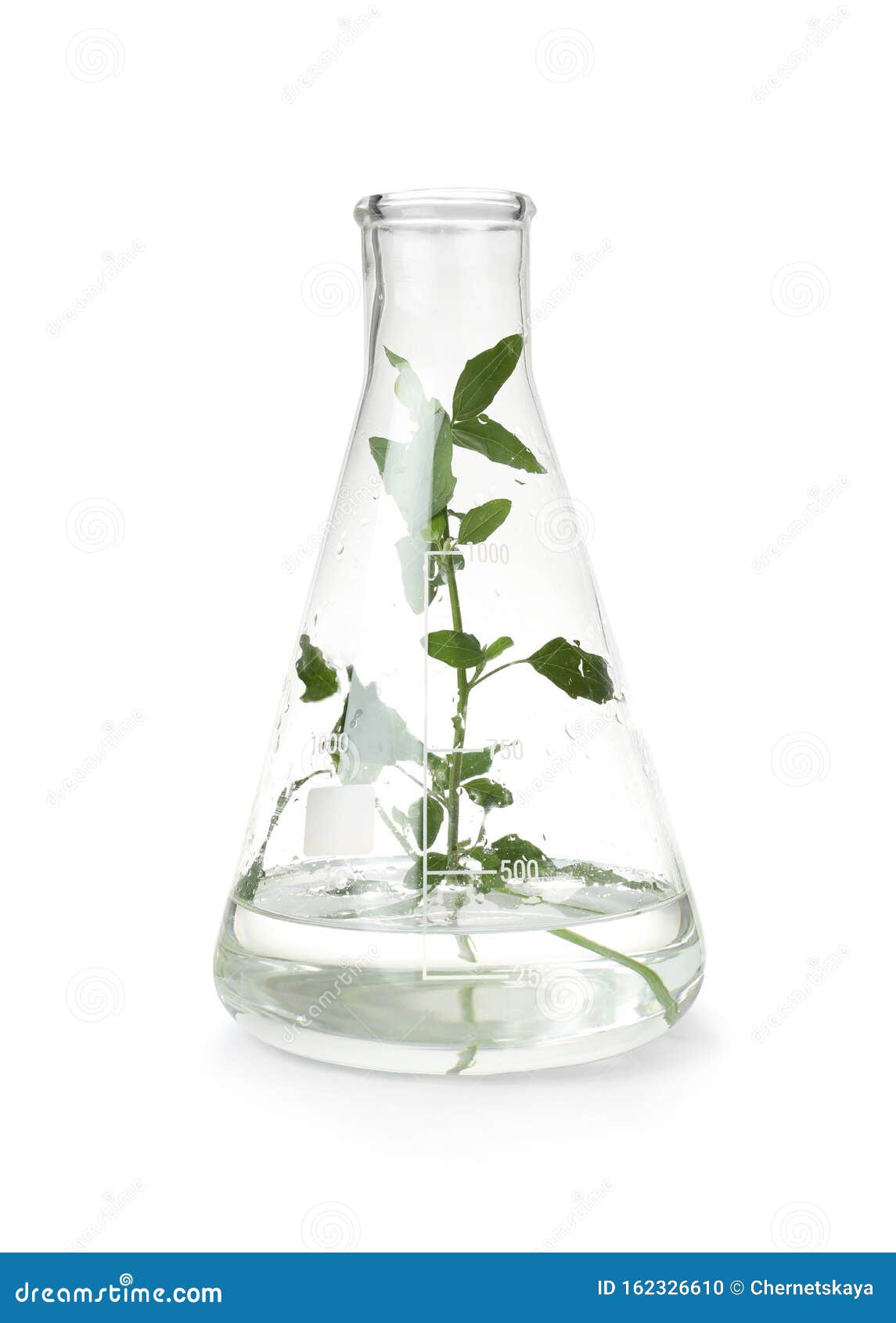 Conical Flask with Plant on Background Stock Photo - Image of glassware ...