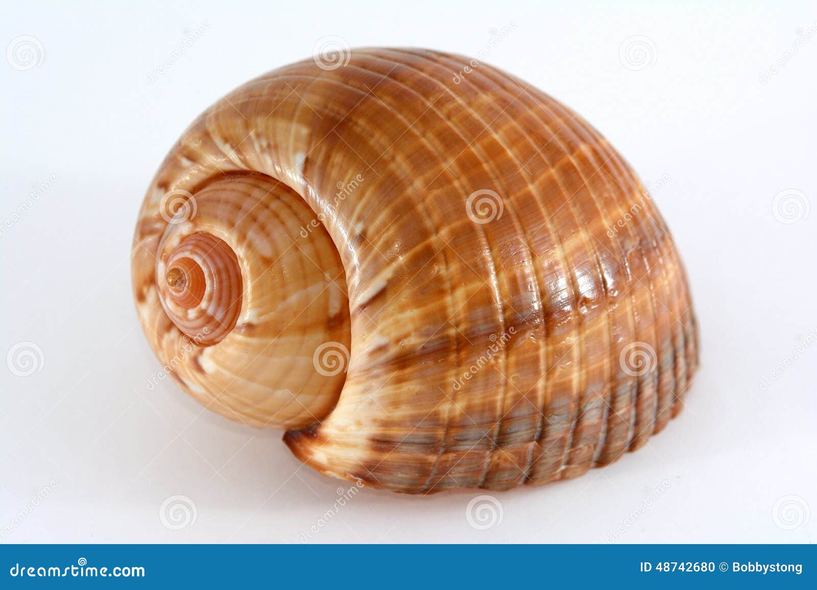 Conical Sea Shell stock photo. Image of shell, sand, conical - 48742680