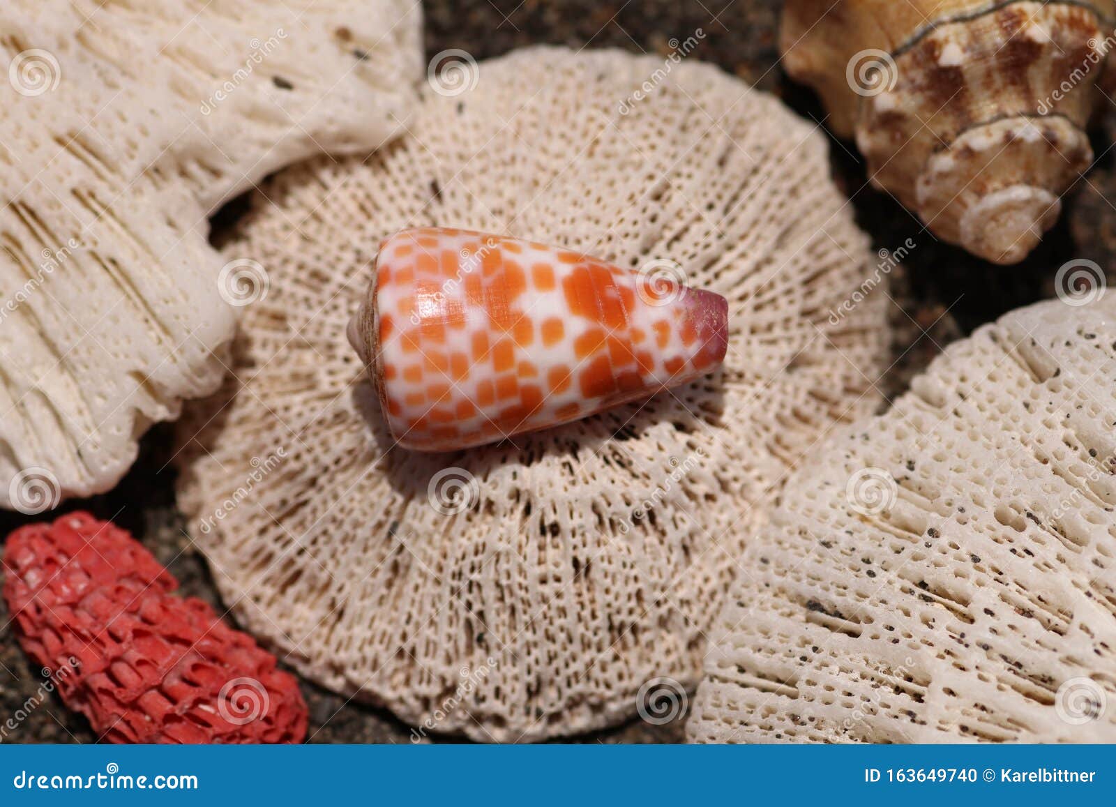 Conical Seashell with Orange Ornaments on White Surface. Various Corals ...