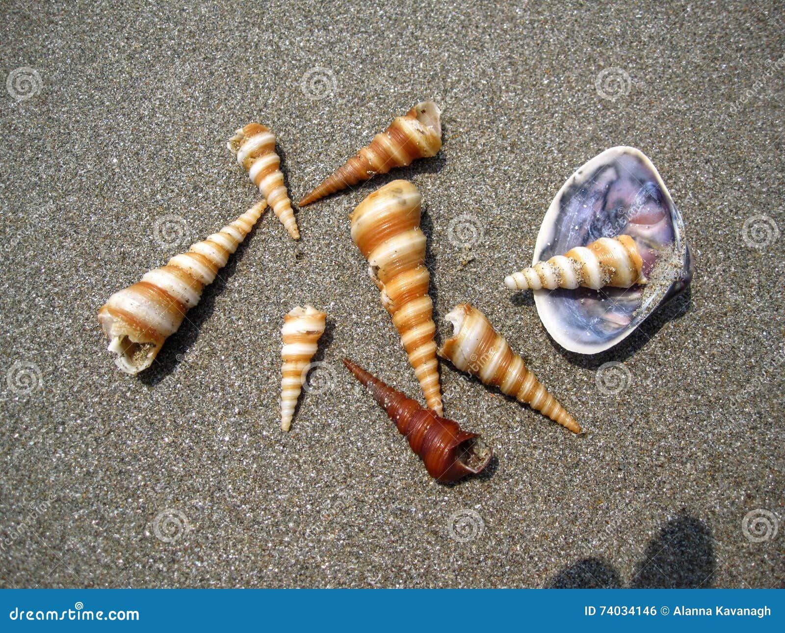 Conical Seashells stock photo. Image of sandy, beach - 74034146