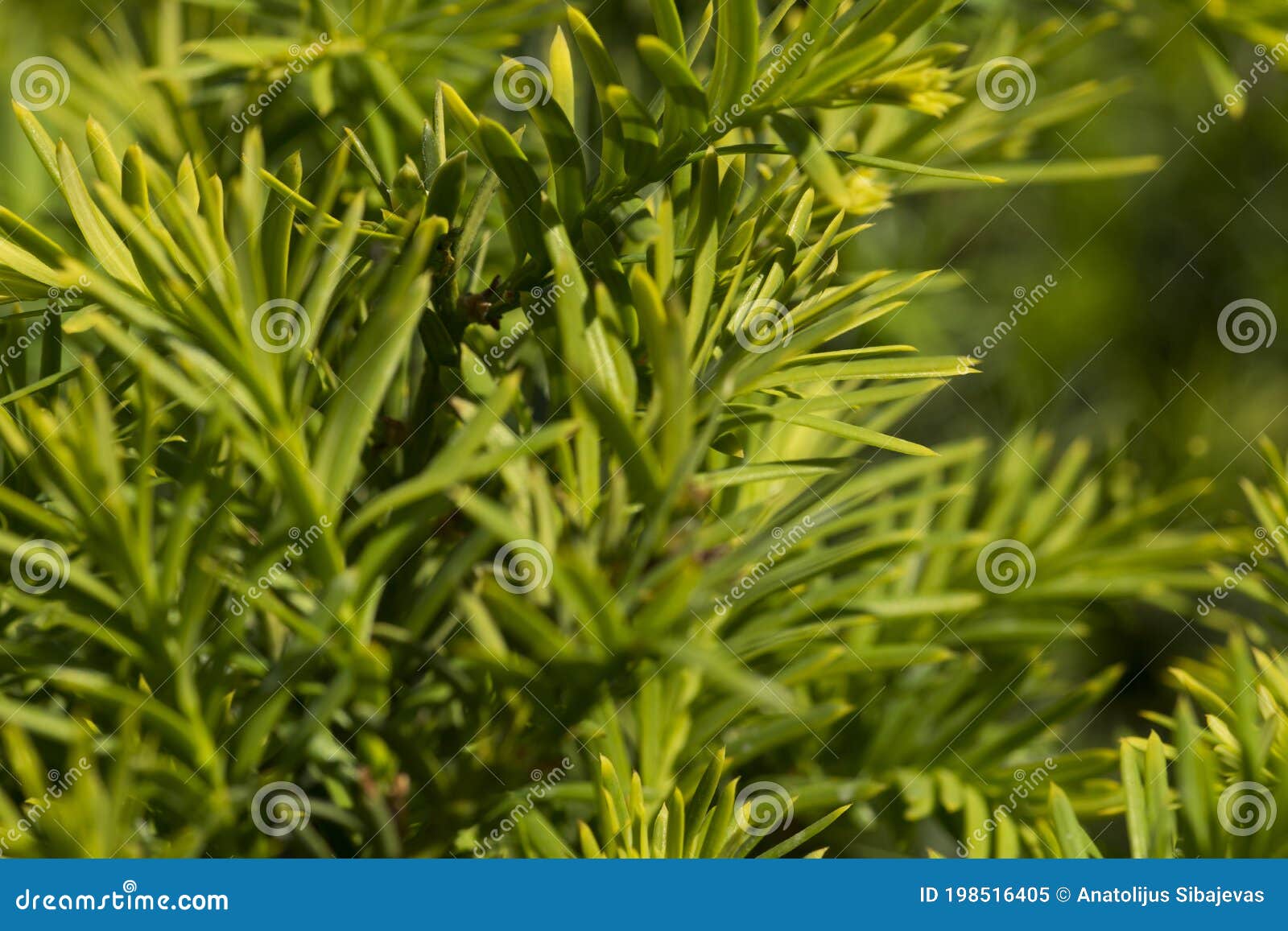 Conical Shape Sharp Pine Tree Branch Close Photo Stock Image - Image of ...
