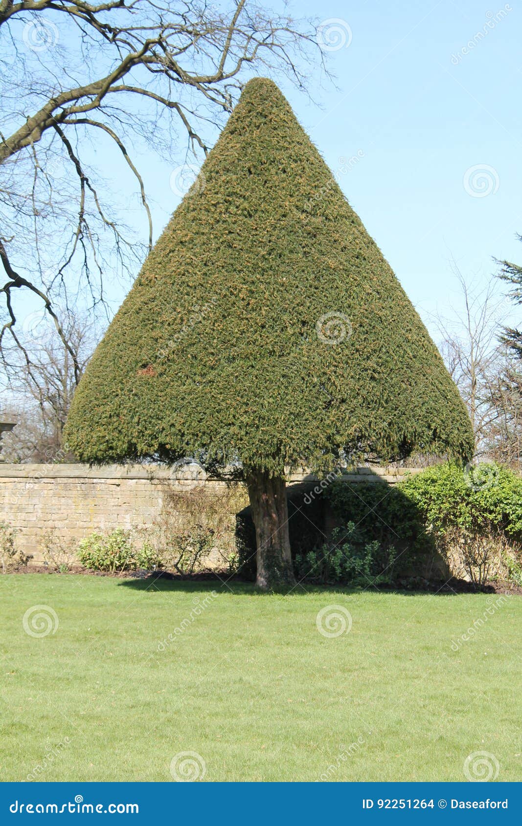 Conical Shaped Evergreen Tree. Stock Photo - Image of grow, colourful ...