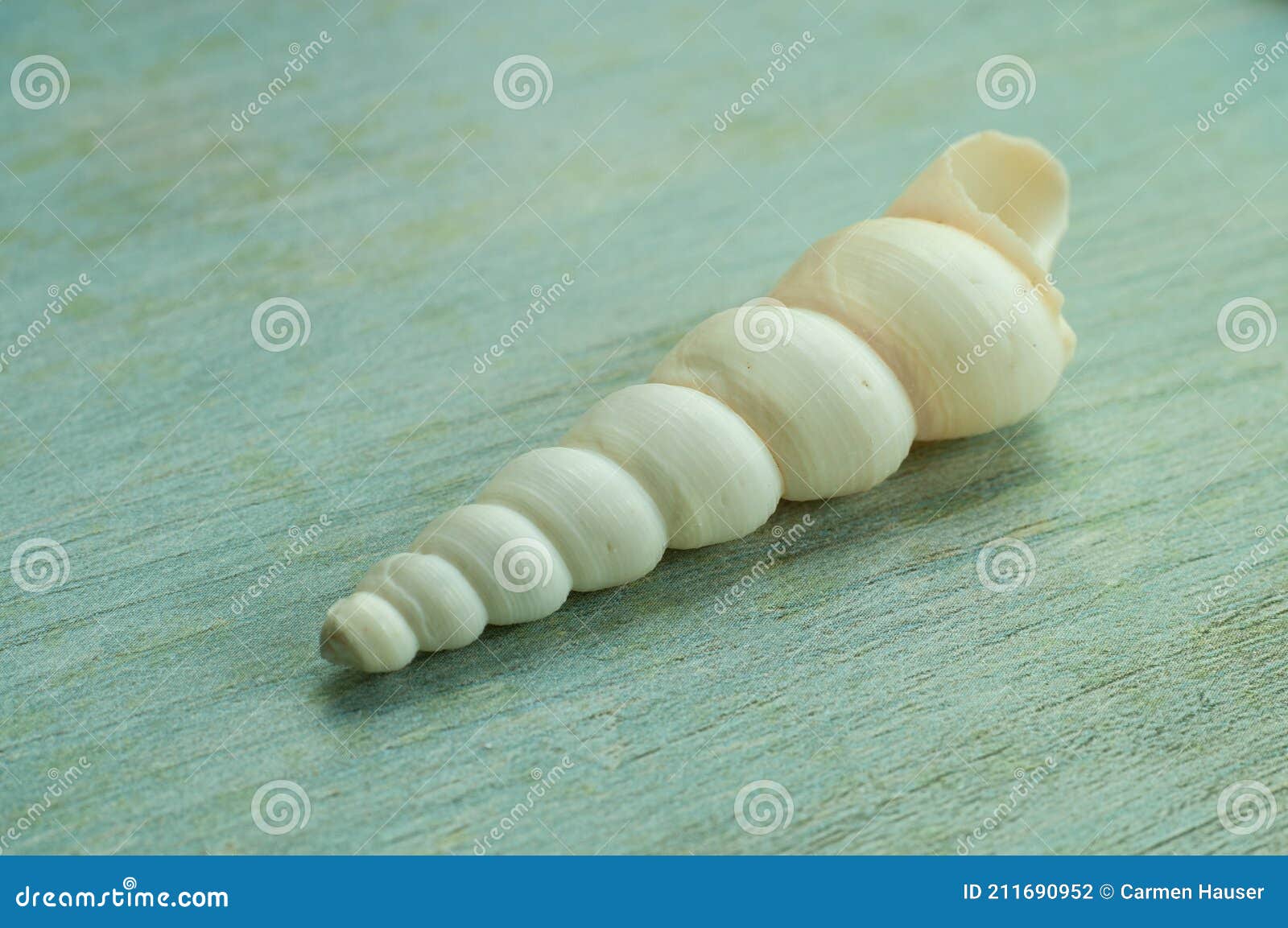 The Conical Shell of a Common Tower Snail Stock Photo - Image of ...
