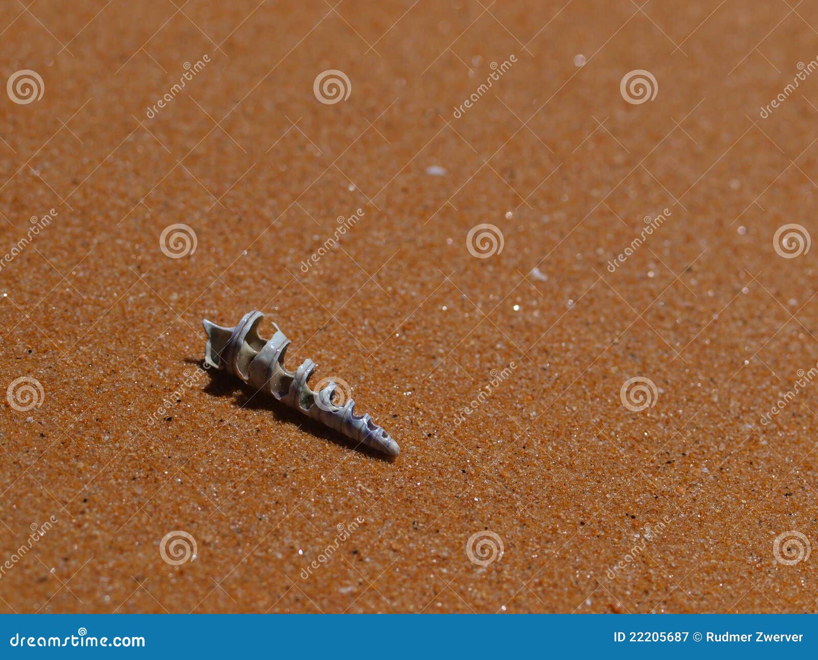 Conical Sand Snail Egg Sac On Sandy Beach Royalty-Free Stock Photo ...