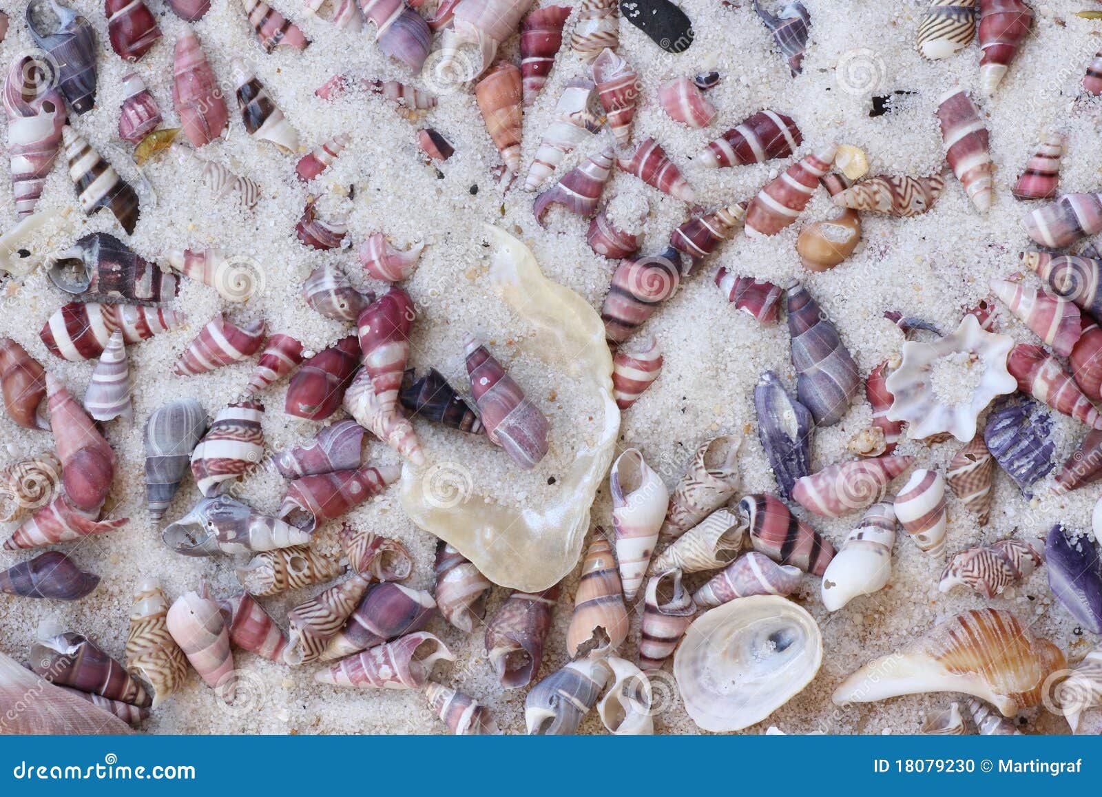 Conical sea shells in sand stock photo. Image of marine - 18079230