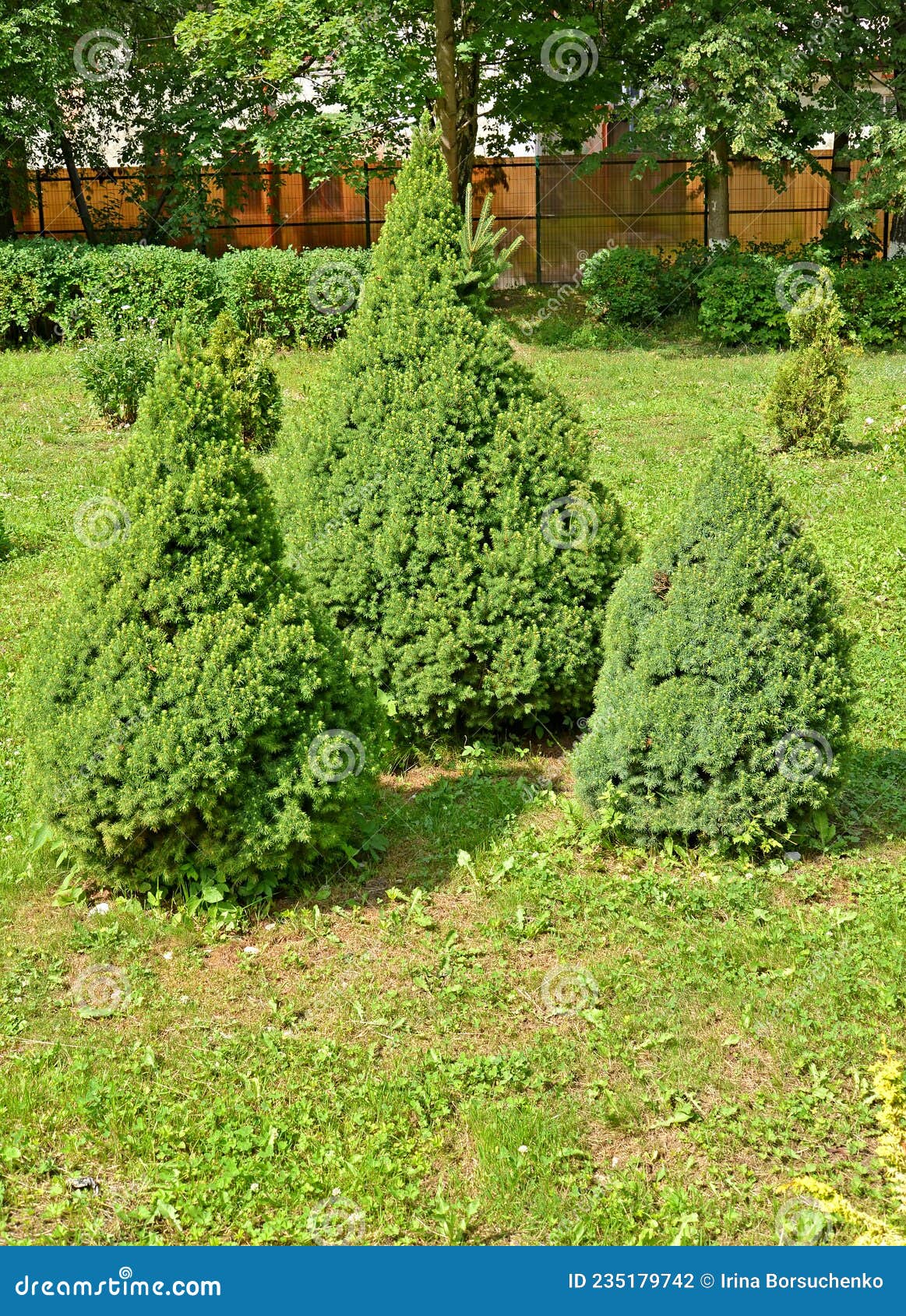 Conical Spruce Trees Grow in the Park. Group Landing Stock Photo ...