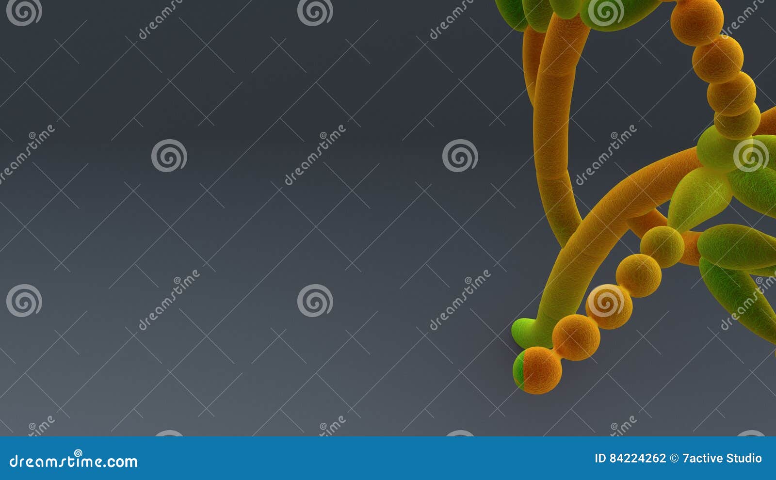 Conidia ilustração stock. Ilustração de estrutura, biologia - 84224262