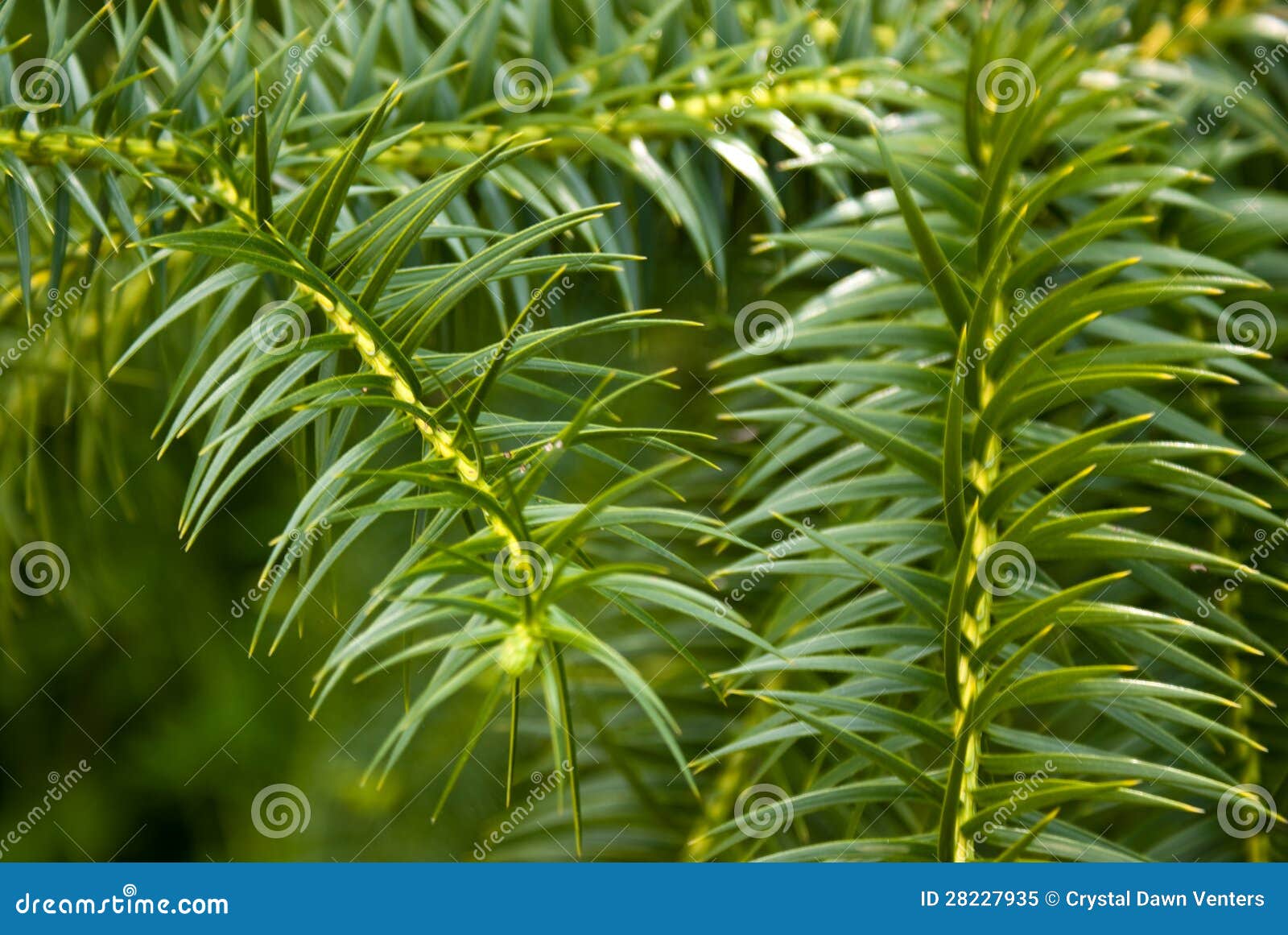 Conifer stock image. Image of green, spiky, spring, tree - 28227935