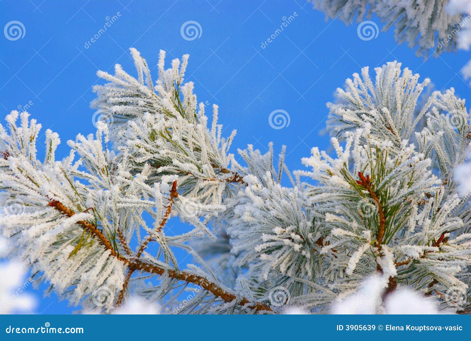 Conifer stock image. Image of plant, firtree, picturesque - 3905639