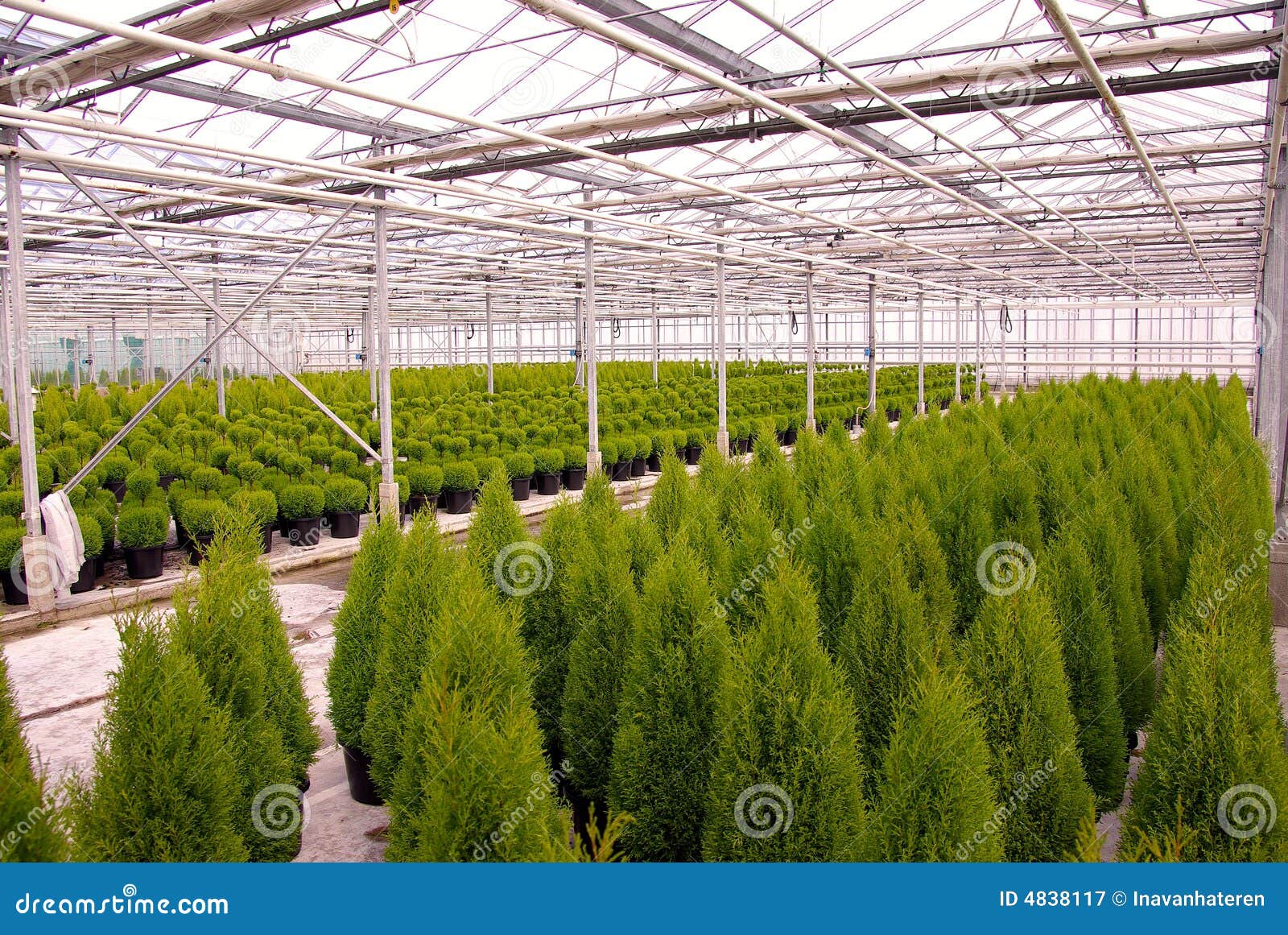 Conifer stock image. Image of breeding, agriculture, cultures - 4838117