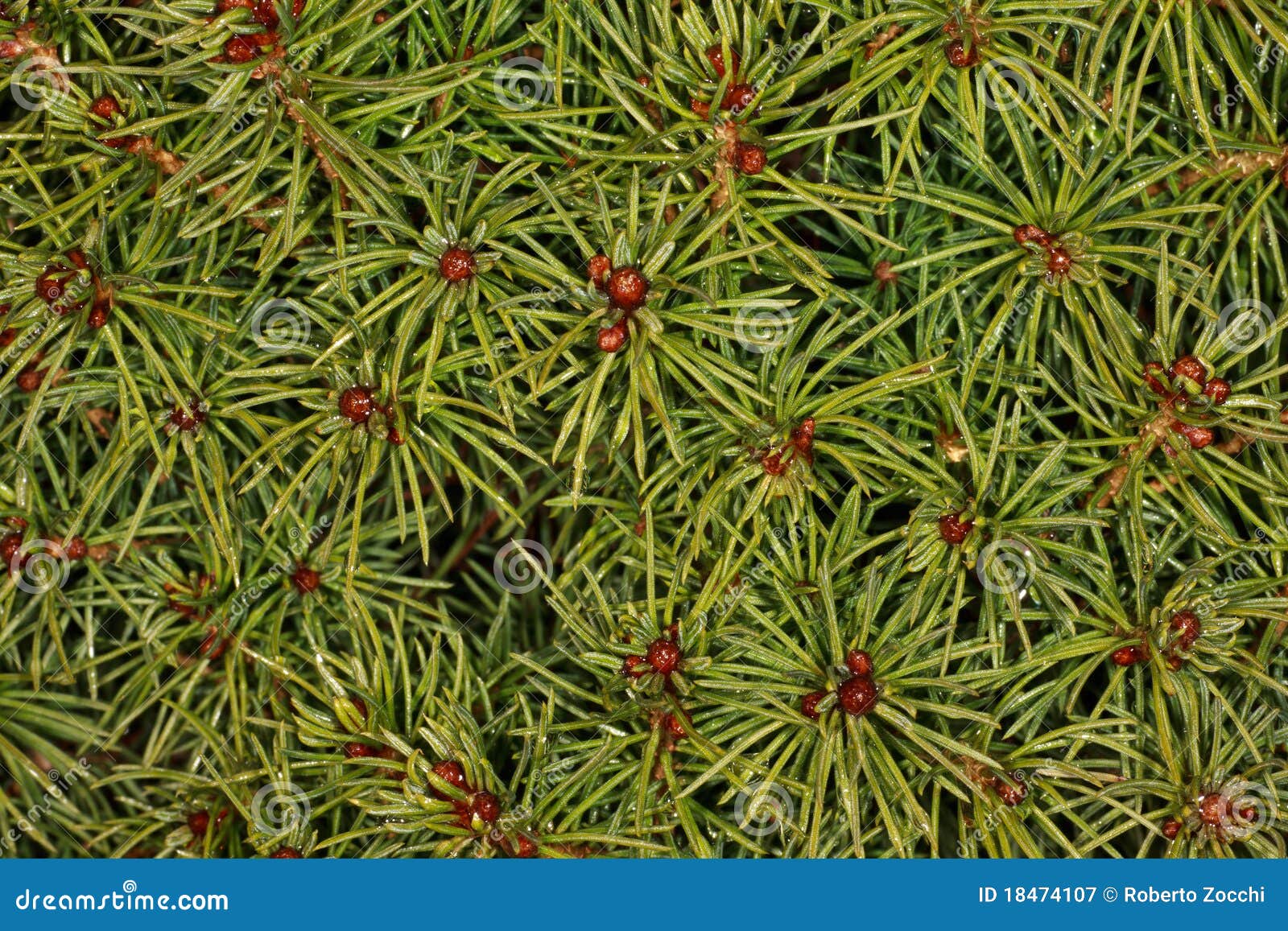 Conifer - background stock image. Image of pattern, vegetation - 18474107