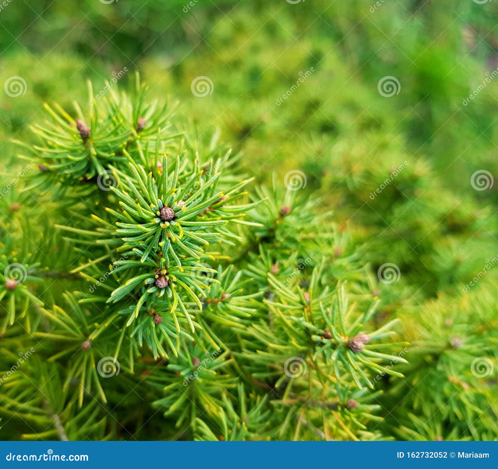 89,775 Conifer Background Photos - Free & Royalty-Free Stock Photos ...
