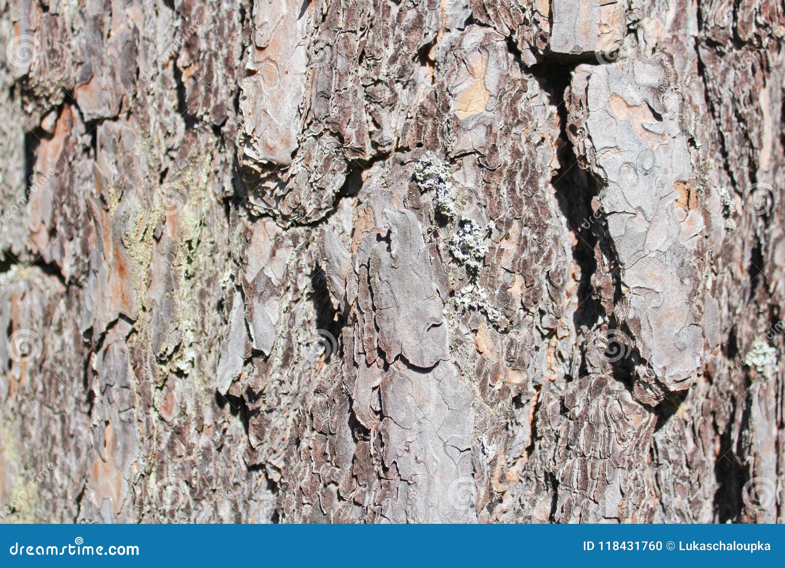 Conifer bark texture stock photo. Image of coniferous - 118431760