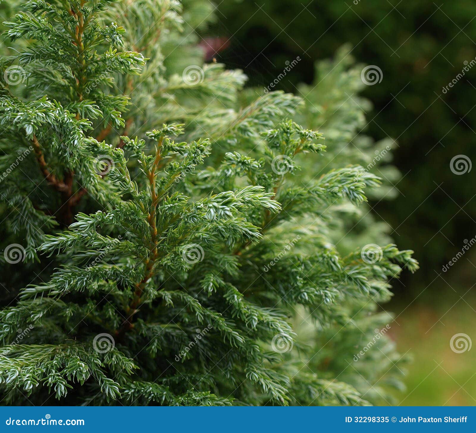 Conifer stock image. Image of background, pine, picturesque - 32298335