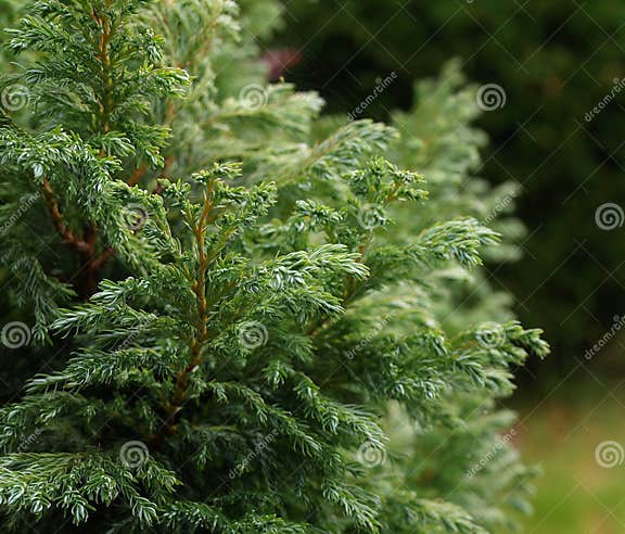 Conifer stock image. Image of background, pine, picturesque - 32298335