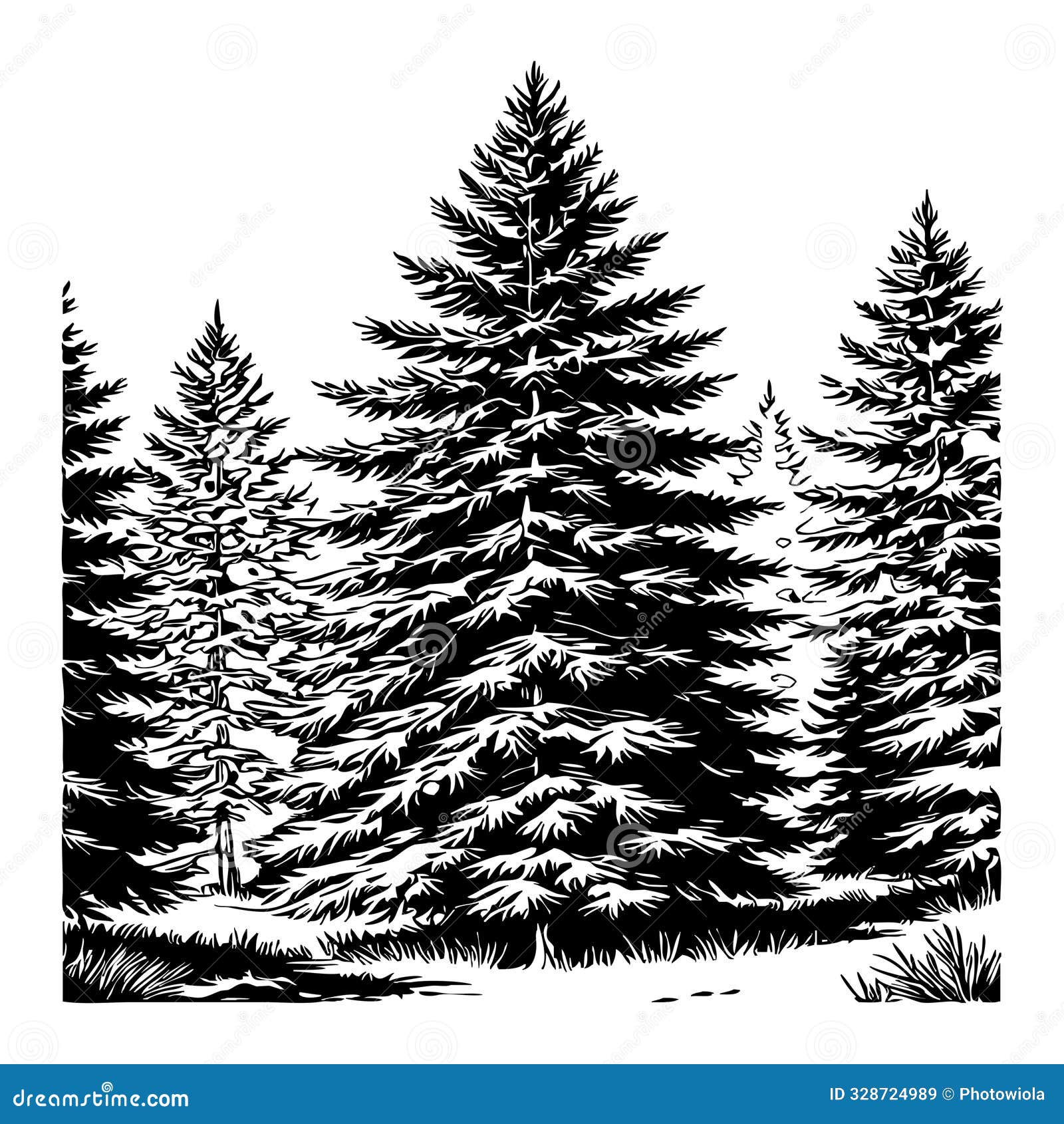 Conifer . Black and White Botanical Illustration Stock Illustration ...