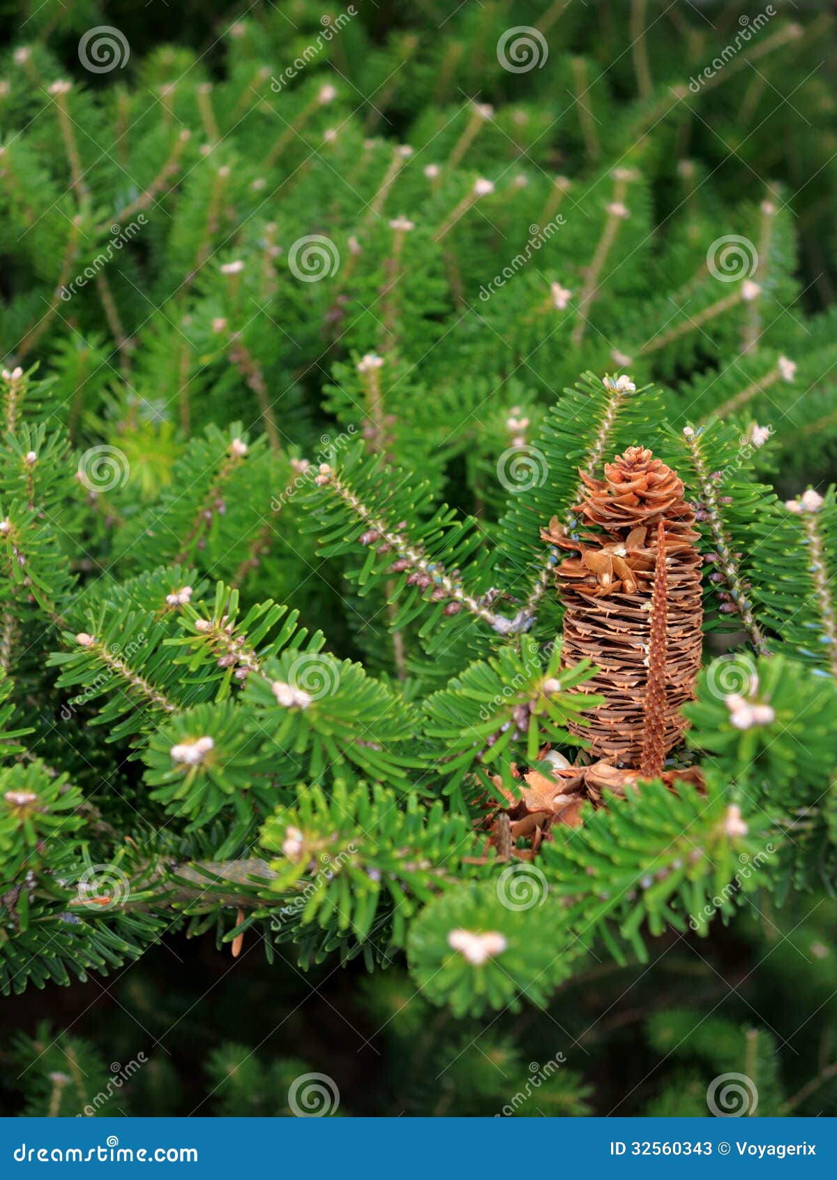 Conifer branch with cones stock image. Image of cone - 32560343