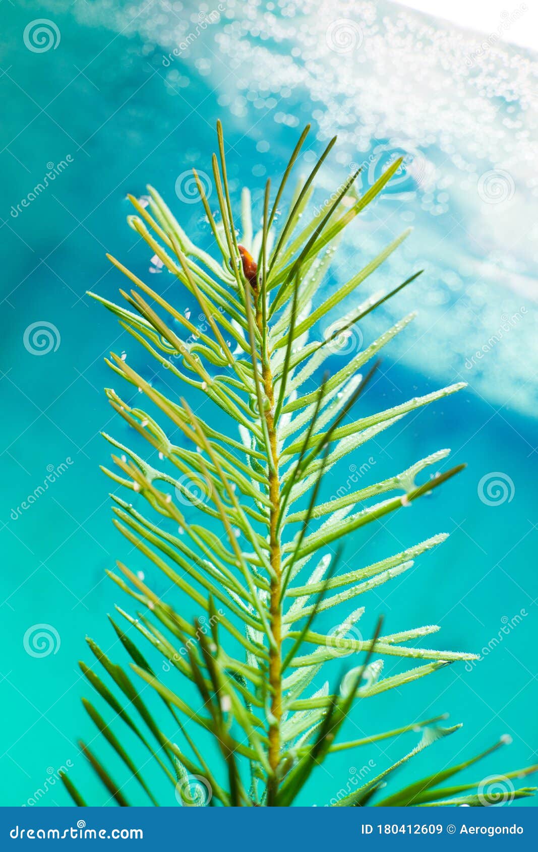 Conifer Branch in Icy Water Stock Image - Image of vegetation, white ...