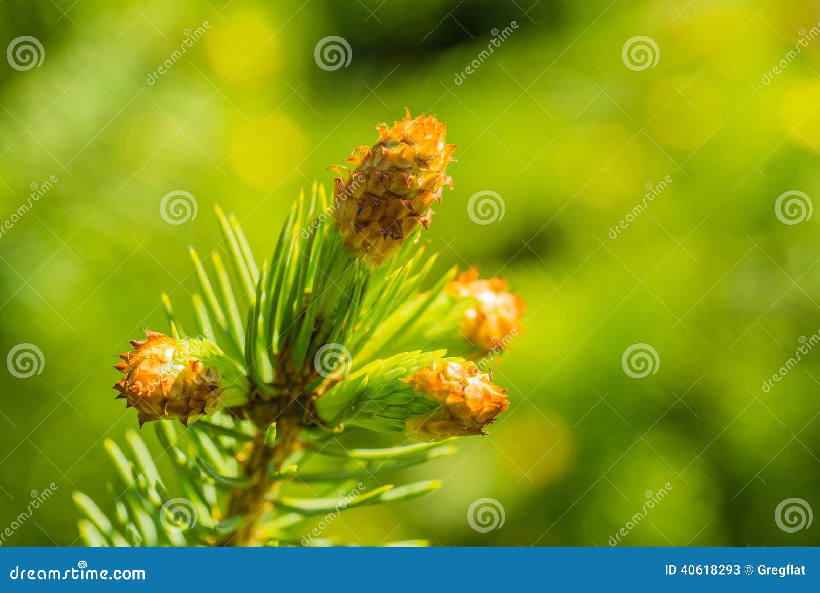 A conifer branch stock image. Image of green, spring - 40618293