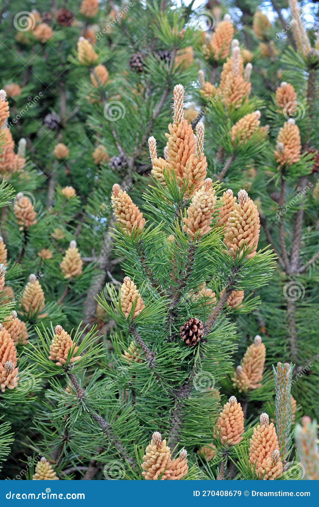 Pinus tree close-up stock image. Image of aromatic, garden - 270408679
