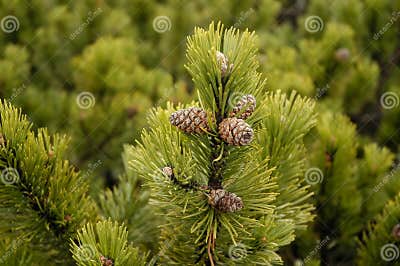 Conifer branch witch cones stock photo. Image of cone, green - 792316