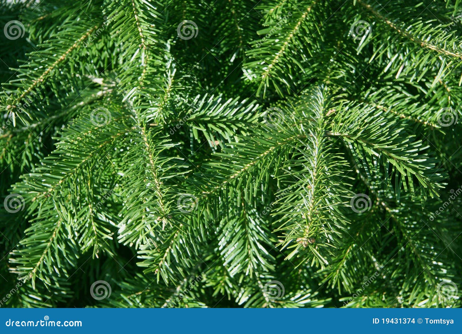 Conifer branches stock photo. Image of lush, green, pattern - 19431374