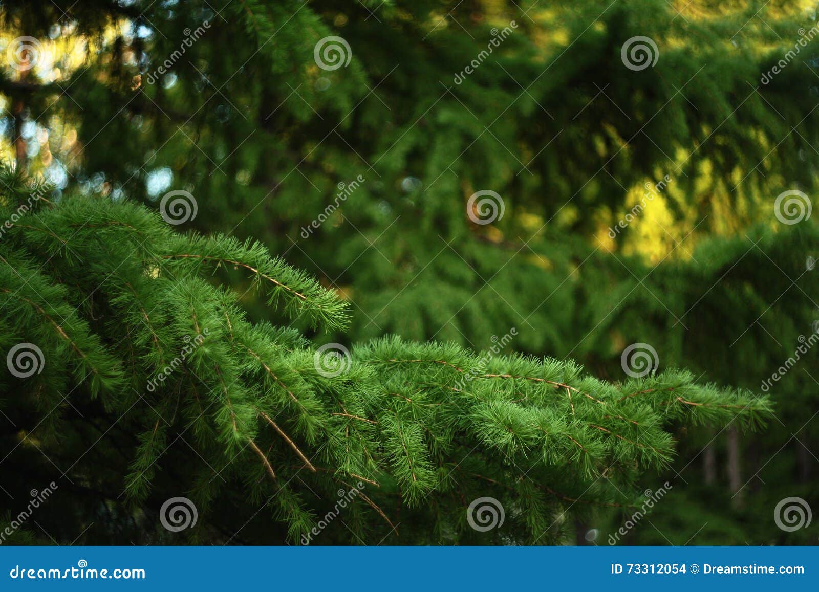 Conifer branches stock photo. Image of light, background - 73312054