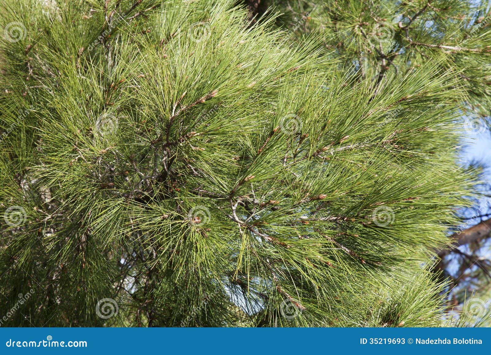 Conifer branches texture stock image. Image of long, needle - 35219693