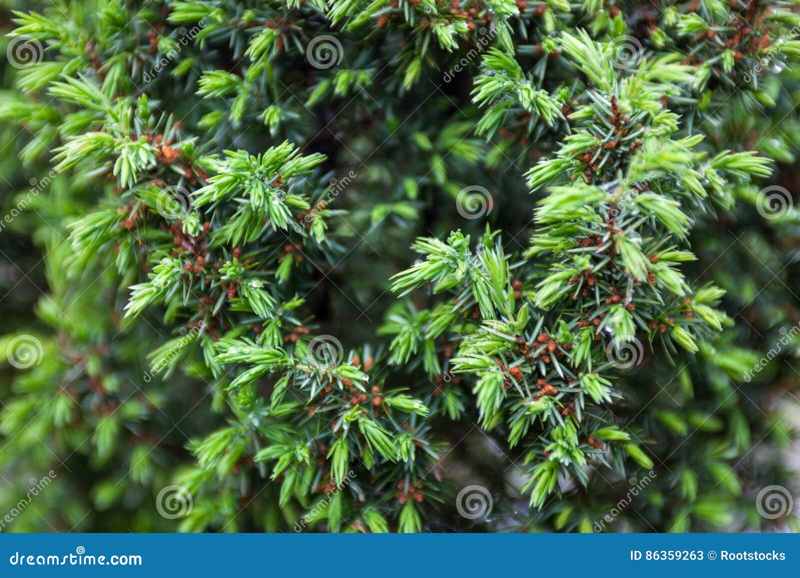 Conifer Branches. Tiny Cones and Young Light Green Shoots Stock Image ...