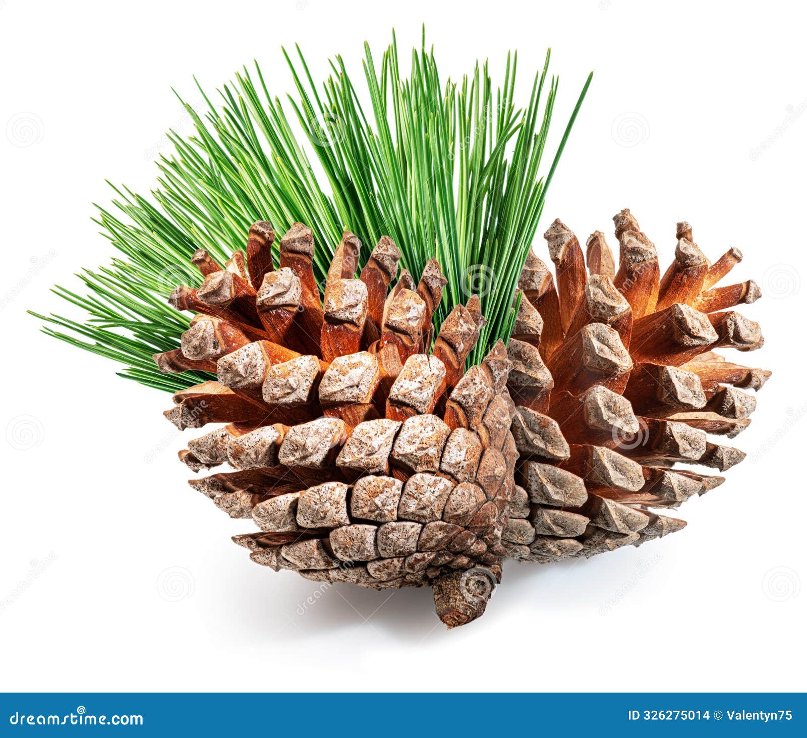 Conifer Cone Royalty-Free Stock Photography | CartoonDealer.com #30698321