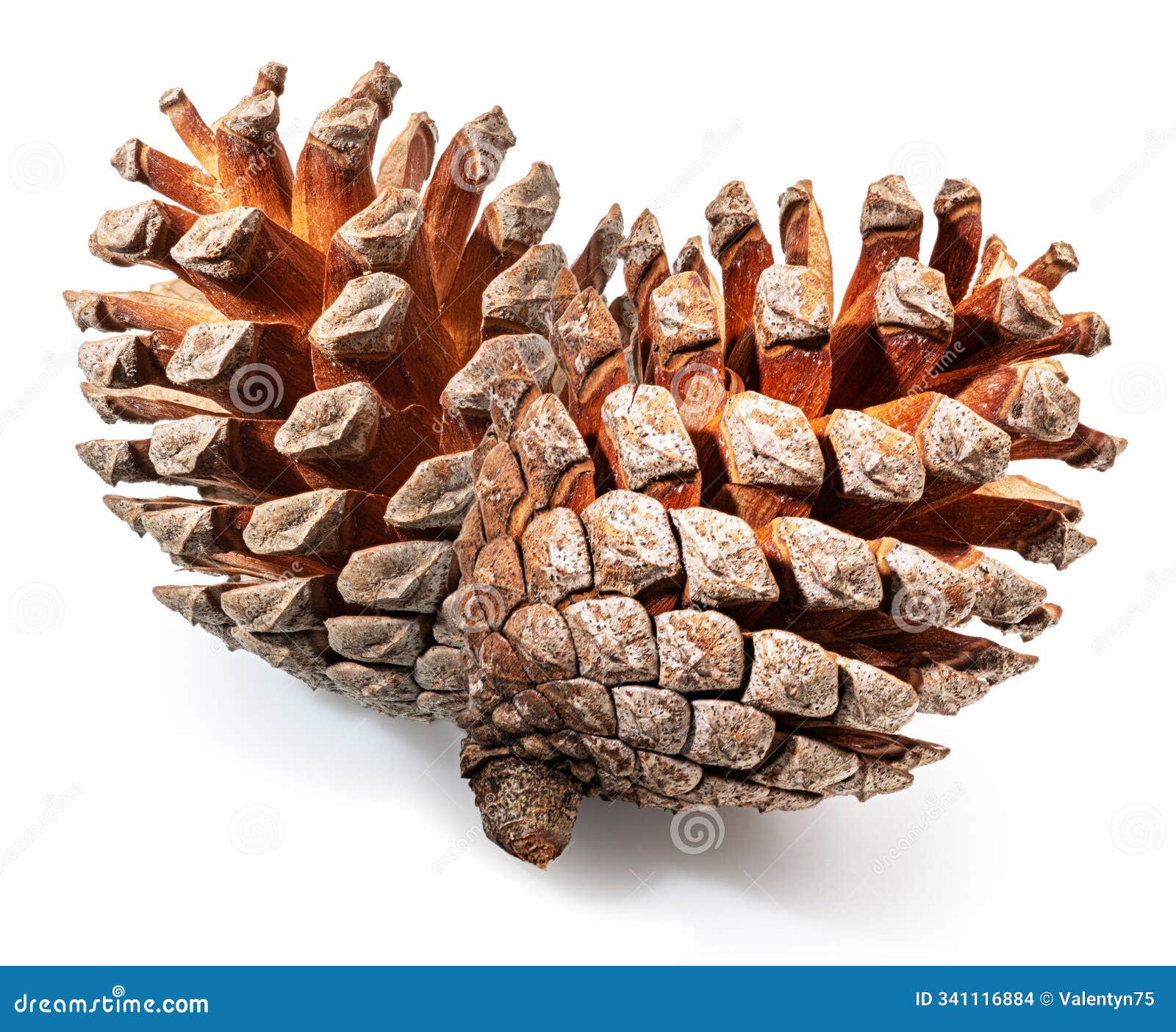 Conifer Cone Royalty-Free Stock Photography | CartoonDealer.com #30698321