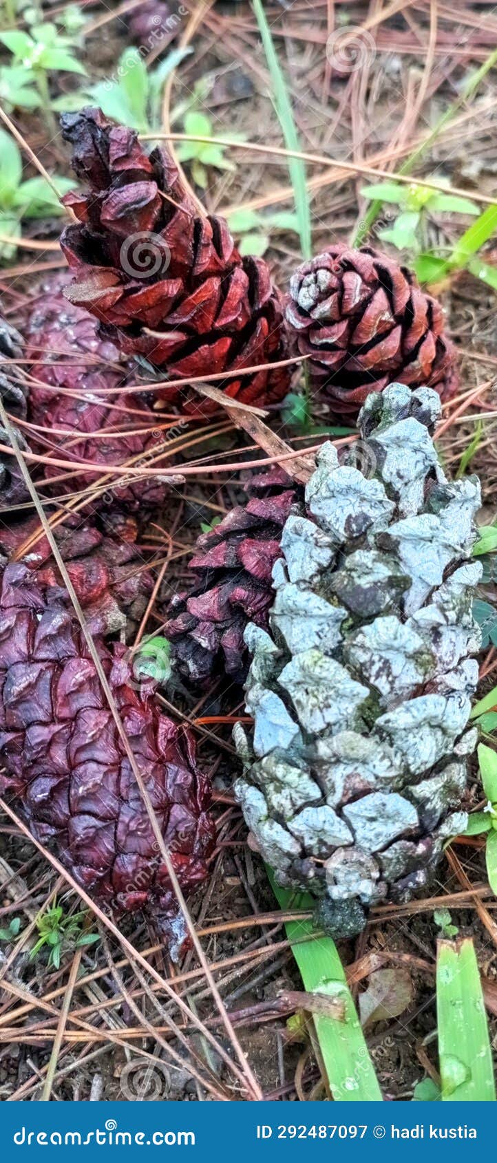 Conifer Cone,Pine Cones Falling on the Ground Stock Image - Image of ...