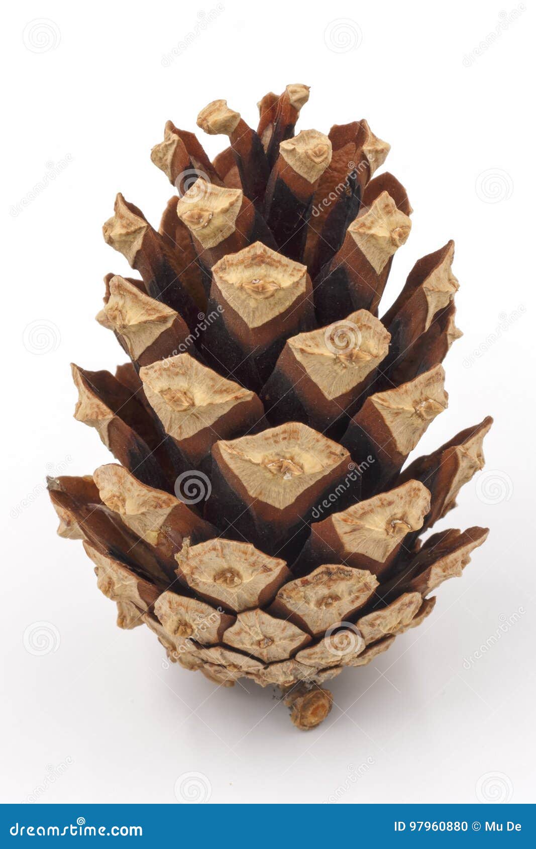 Conifer cone stock photo. Image of conifer, background - 97960880
