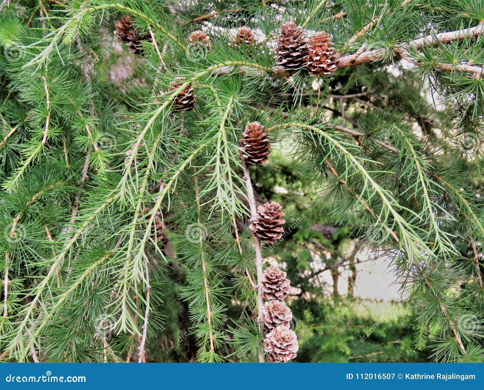 Conifer Cone / Pine Corn stock image. Image of conifercorn - 112016507