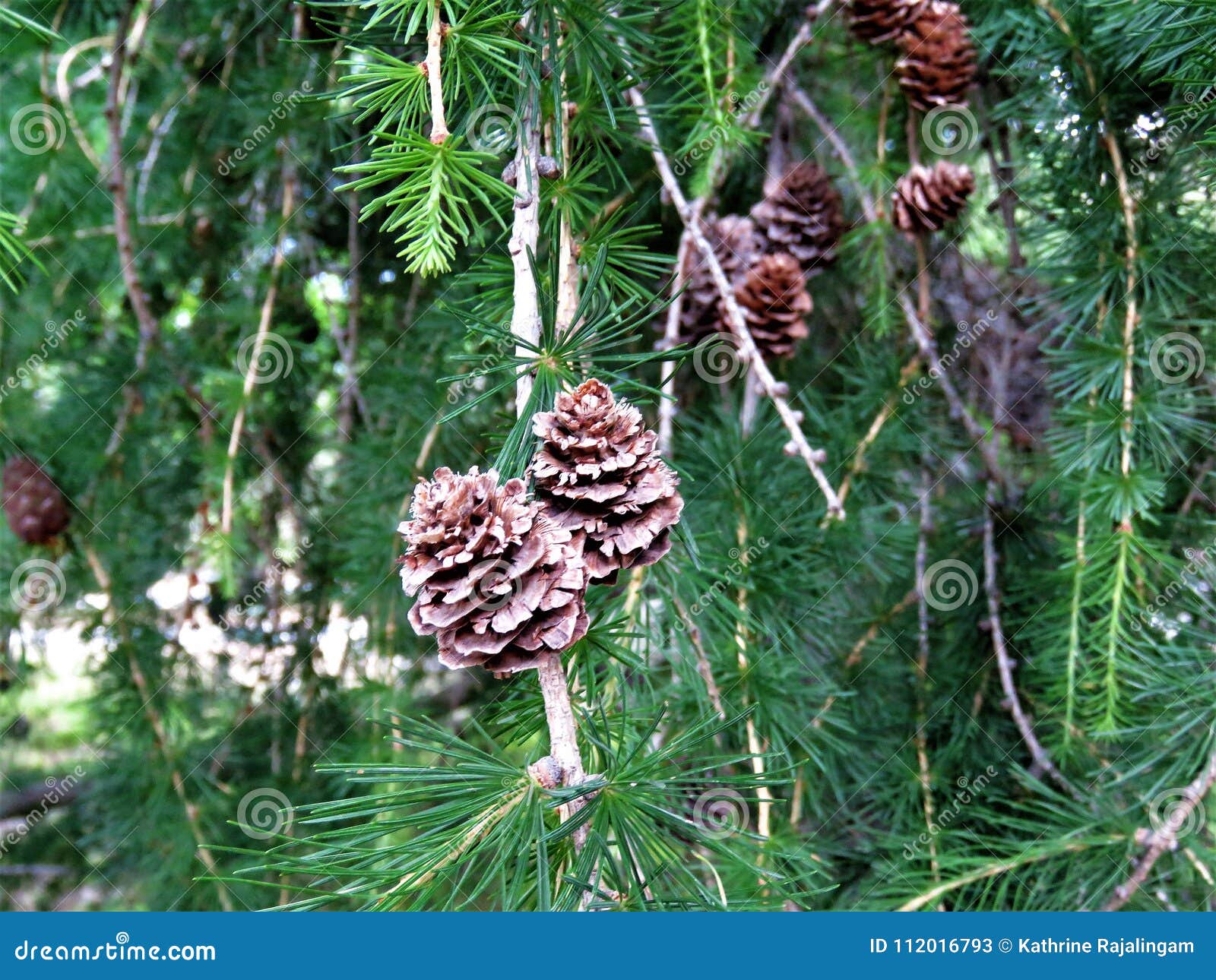Conifer Cone / Pine Corn stock image. Image of pine - 112016793