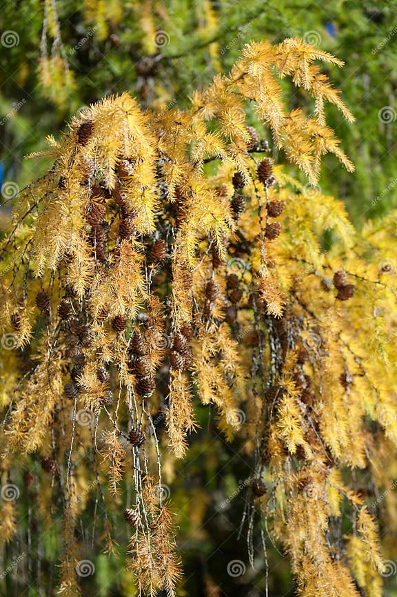 Conifer cones in autumn stock image. Image of nature - 289039067