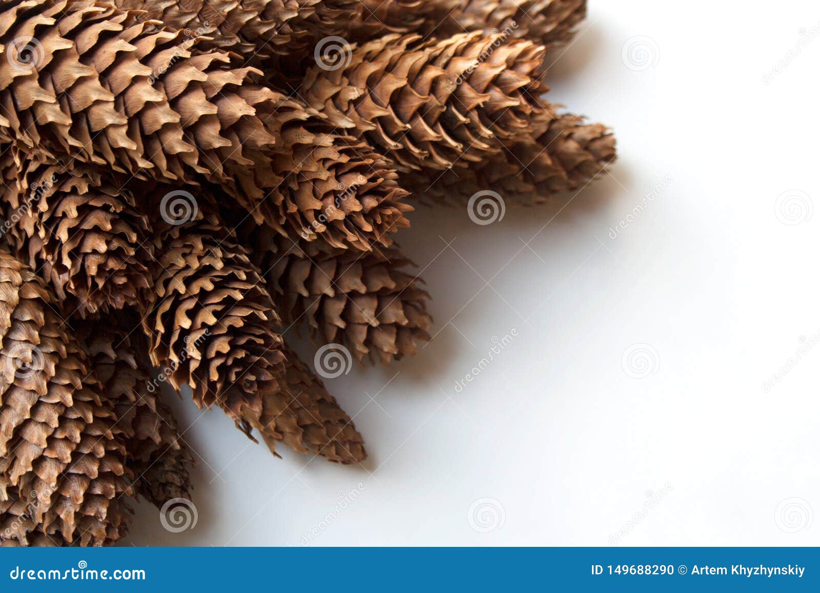 Conifer Cones Corner Close Up Stock Photo - Image of group, collection ...