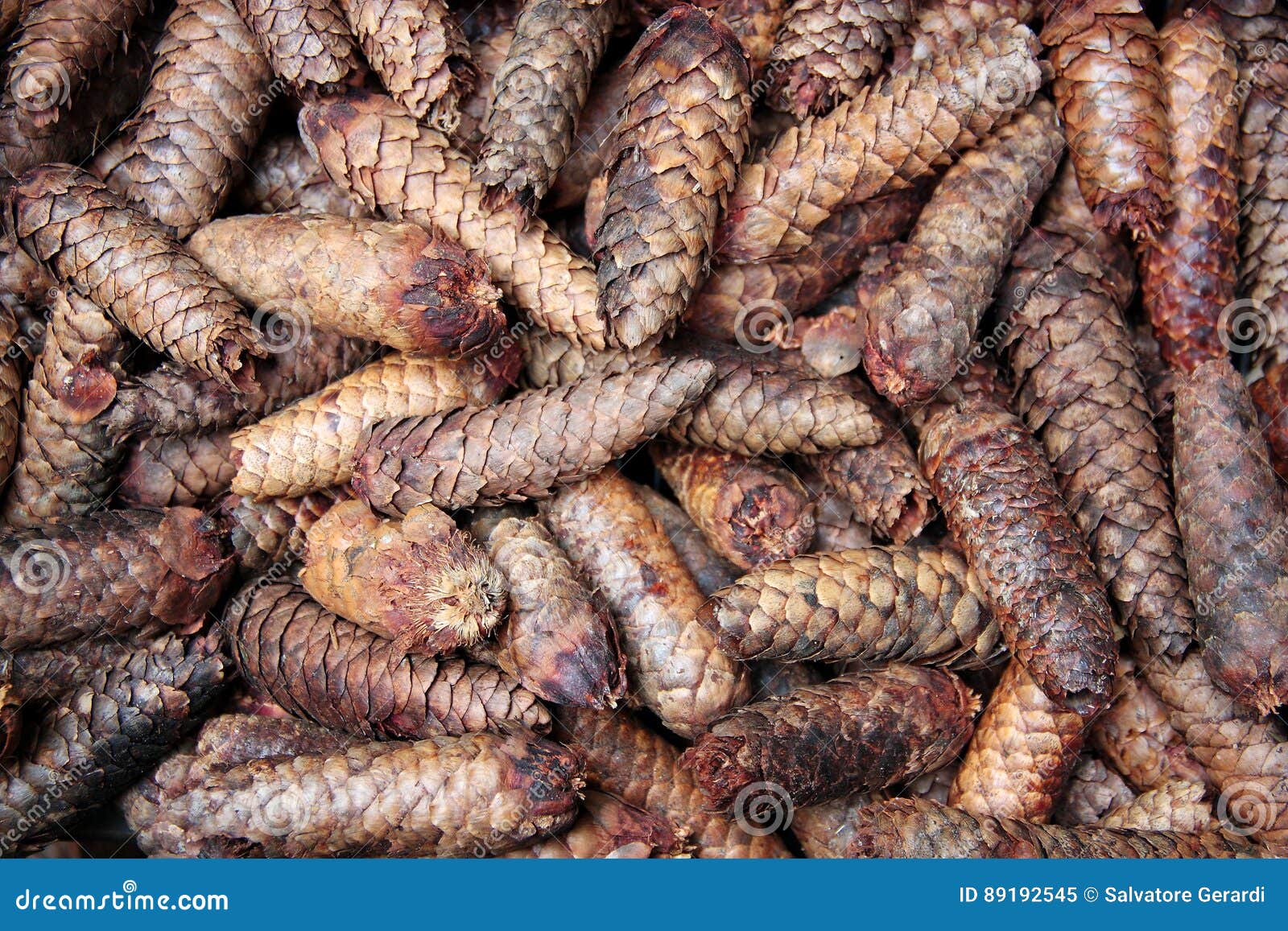 Conifer Cones on the Ground Stock Image - Image of coniferous, seasonal ...