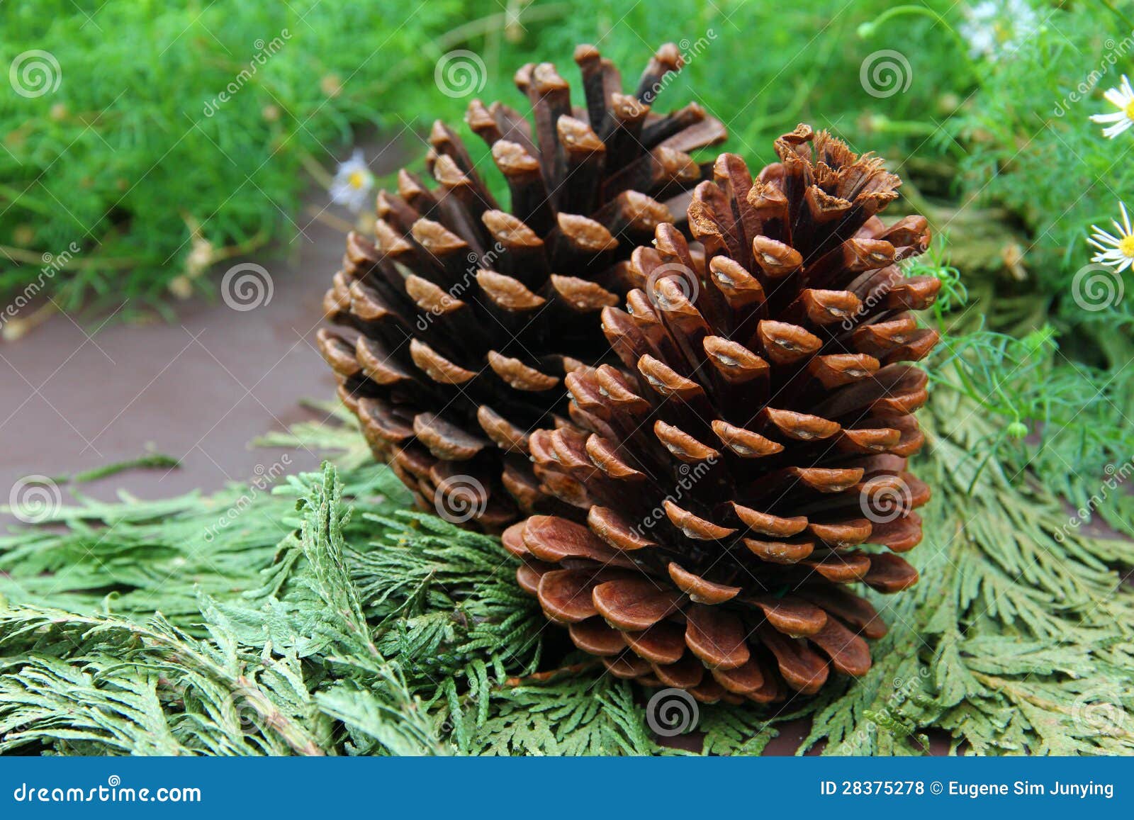 Conifer cones on leaves stock photo. Image of christmas - 28375278