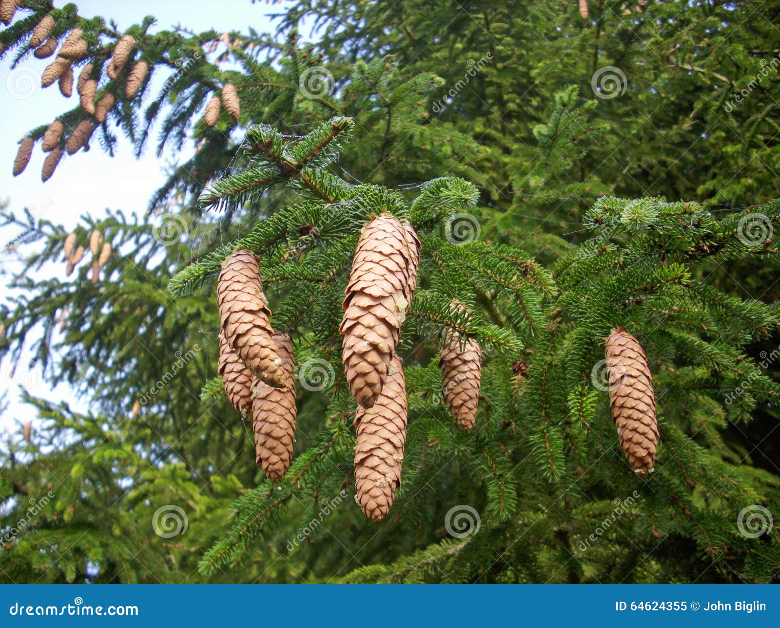 Conifer cones on tree stock image. Image of conifer, silviculture ...